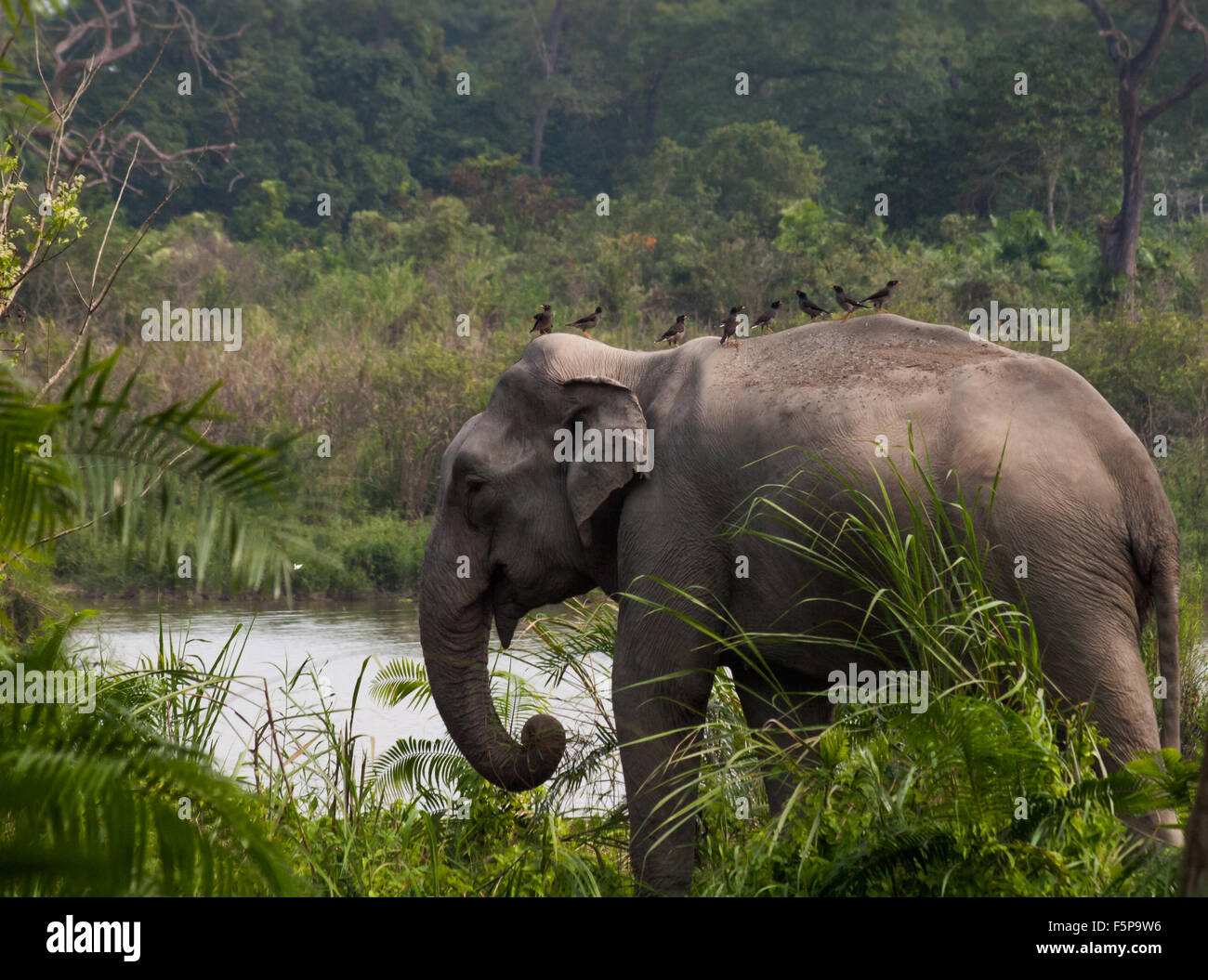 Asiatic elephant conservation hi-res stock photography and images - Alamy