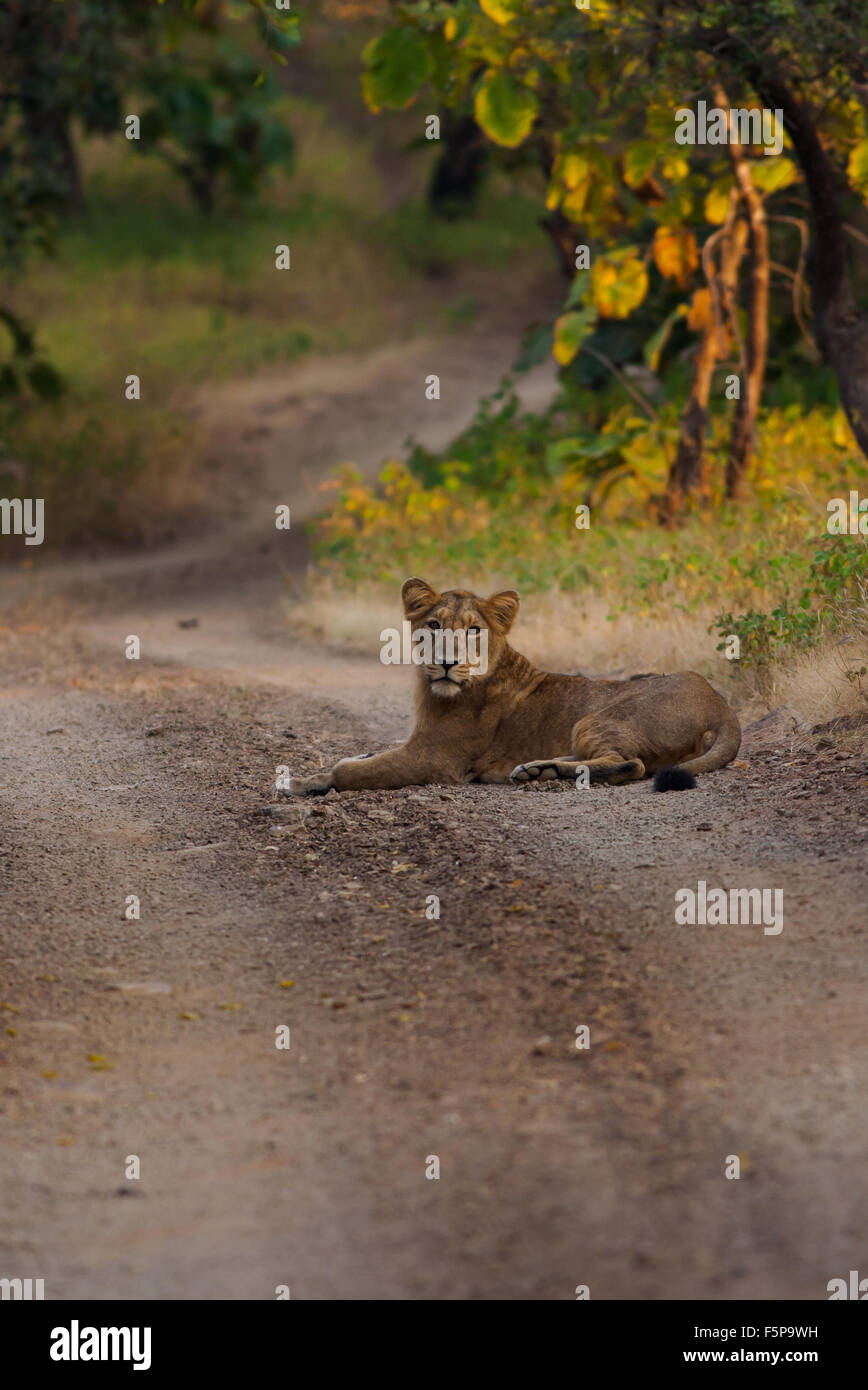 Gir conservation area hi-res stock photography and images - Alamy