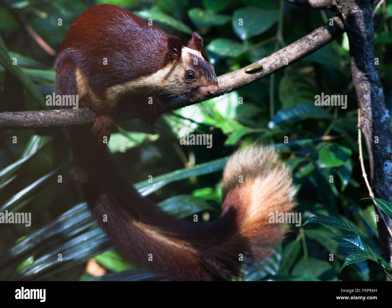 Dangs Giant Squirrel