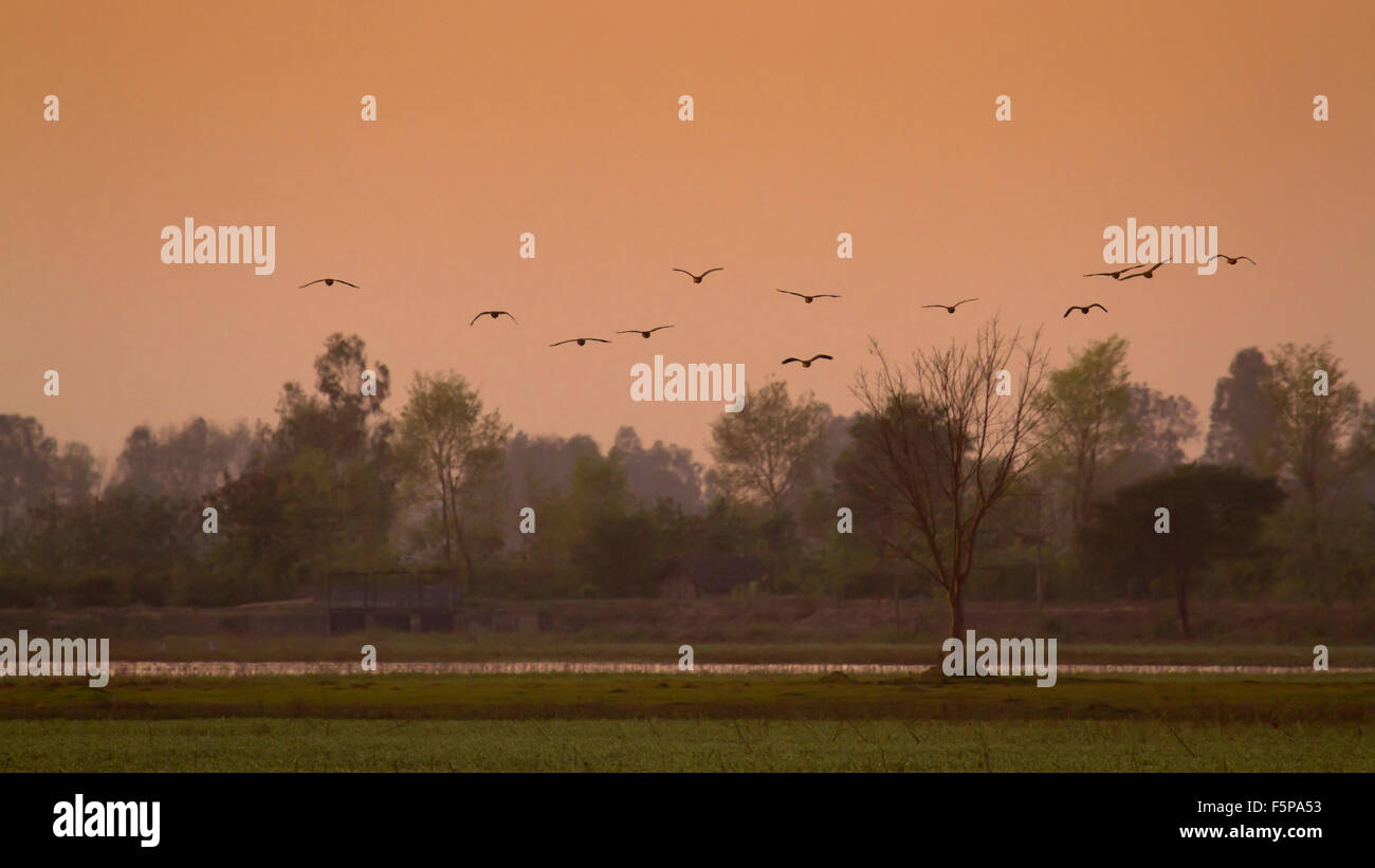 Sunset in Badiya lake, nature reserve of Nepal Stock Photo - Alamy