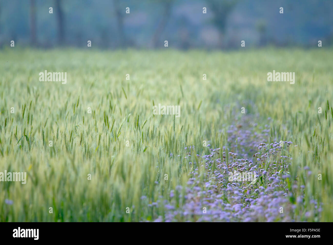Wheat with purple flower hi-res stock photography and images - Alamy