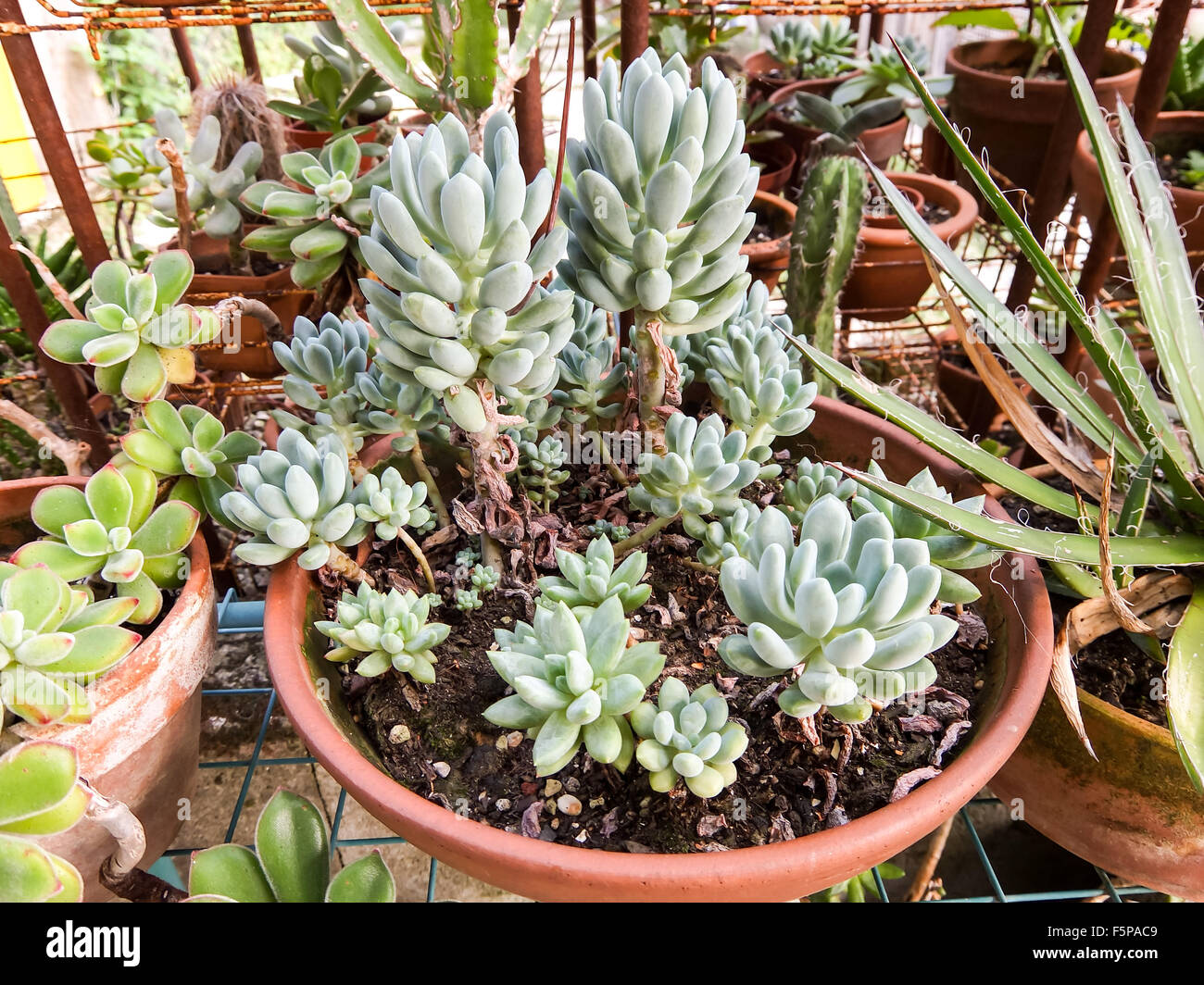 Cactus Texture Background Stock Photo - Alamy