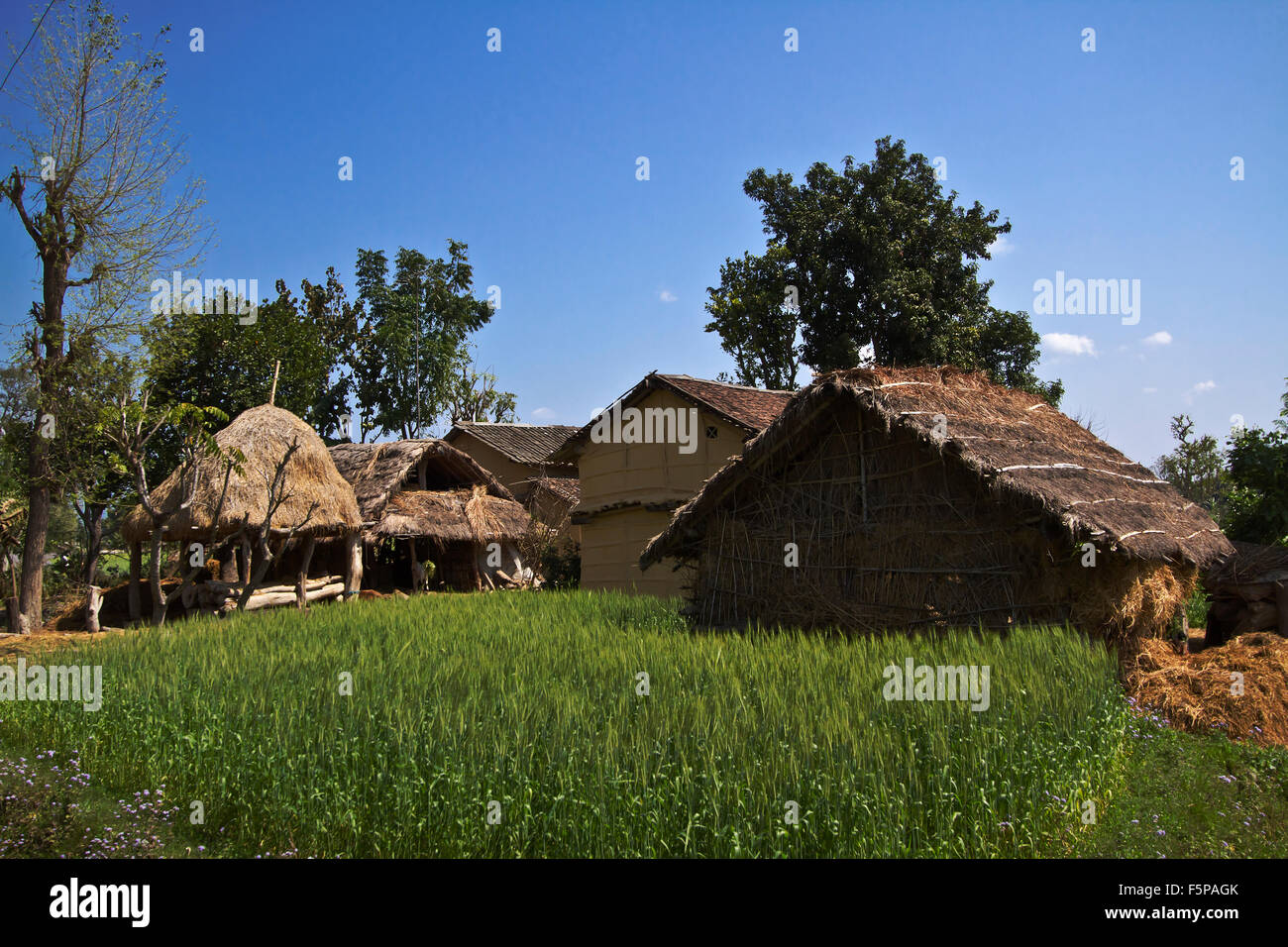 Traditional landscape in nepali terai Stock Photo - Alamy