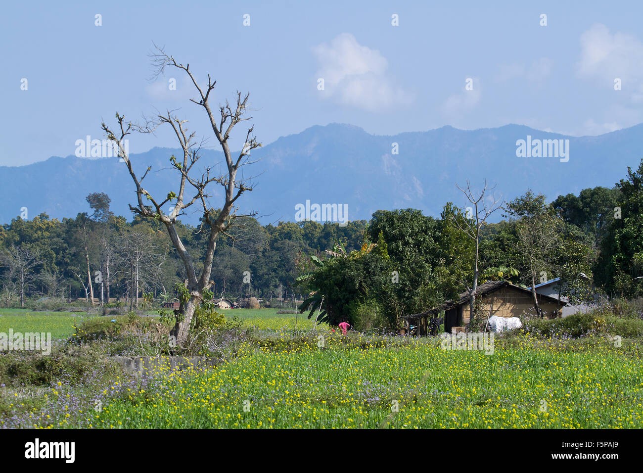 Terai landscape hi-res stock photography and images - Alamy