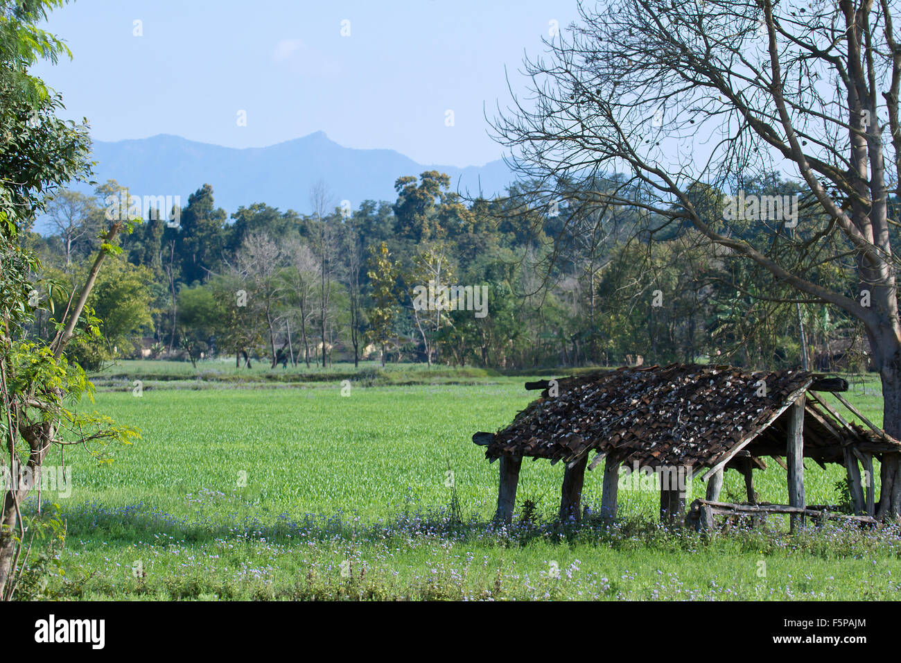 Terai landscape hi-res stock photography and images - Alamy