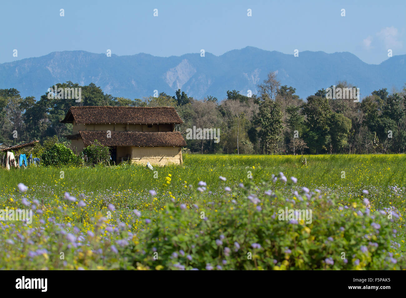 Traditional landscape in nepali terai Stock Photo - Alamy