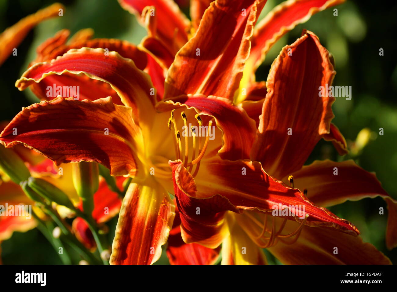 Red daylily flowers hi-res stock photography and images - Alamy
