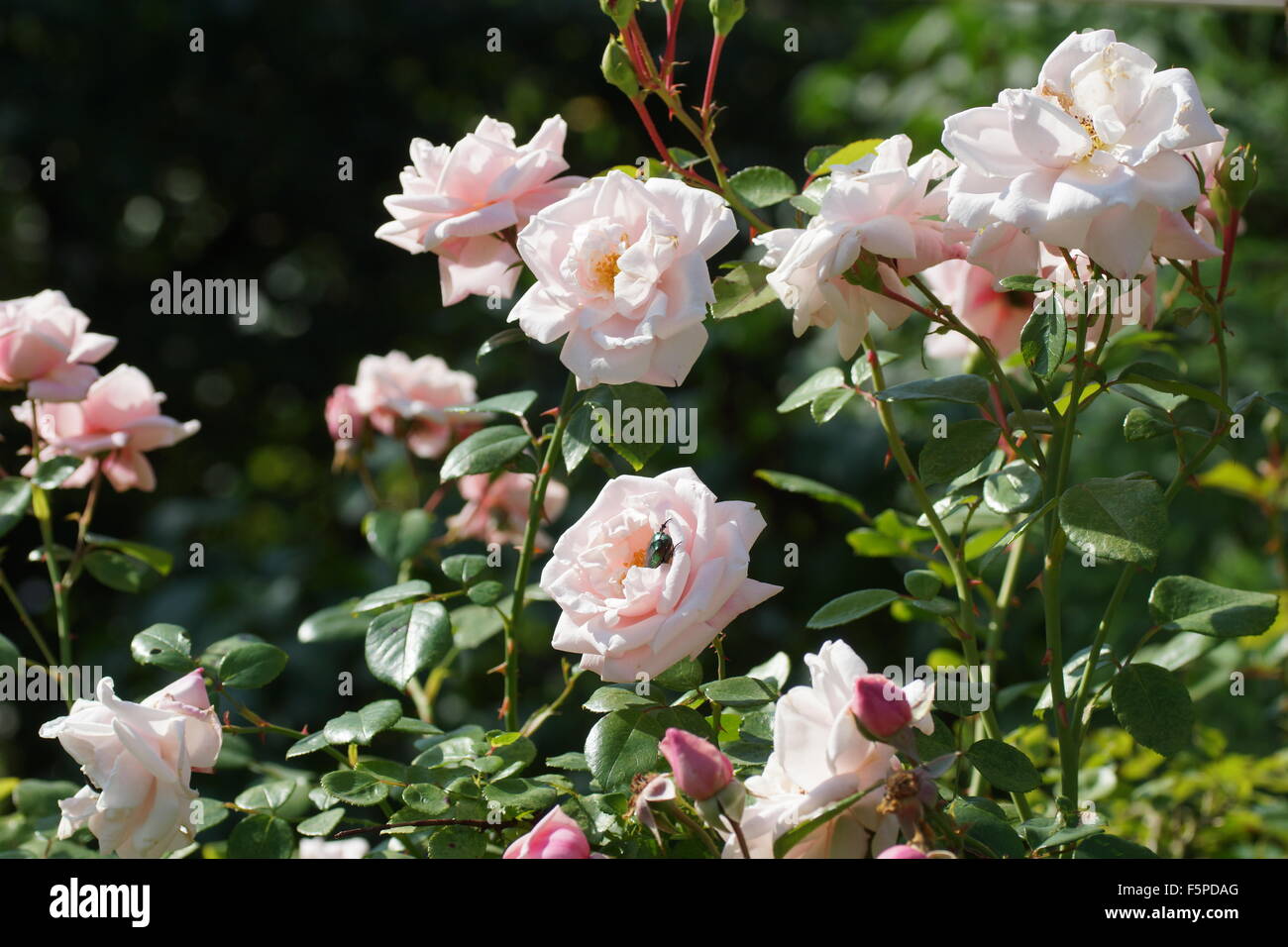 Pale pink rose in a park Stock Photo - Alamy