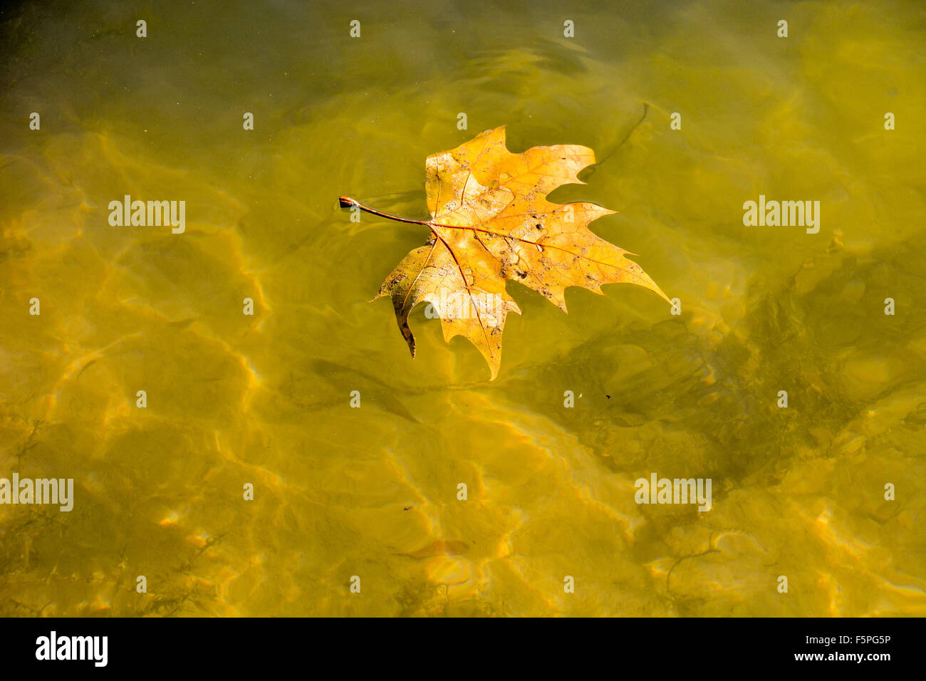 Single Maple Leaf Floating Stock Photo - Alamy