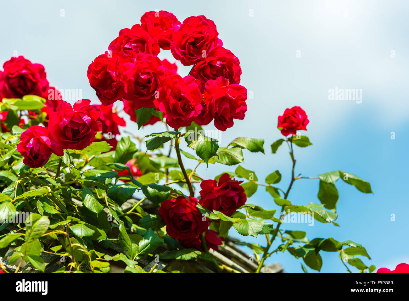 Bush of beautiful roses in a garden. Horizontal shot with a copy space ...