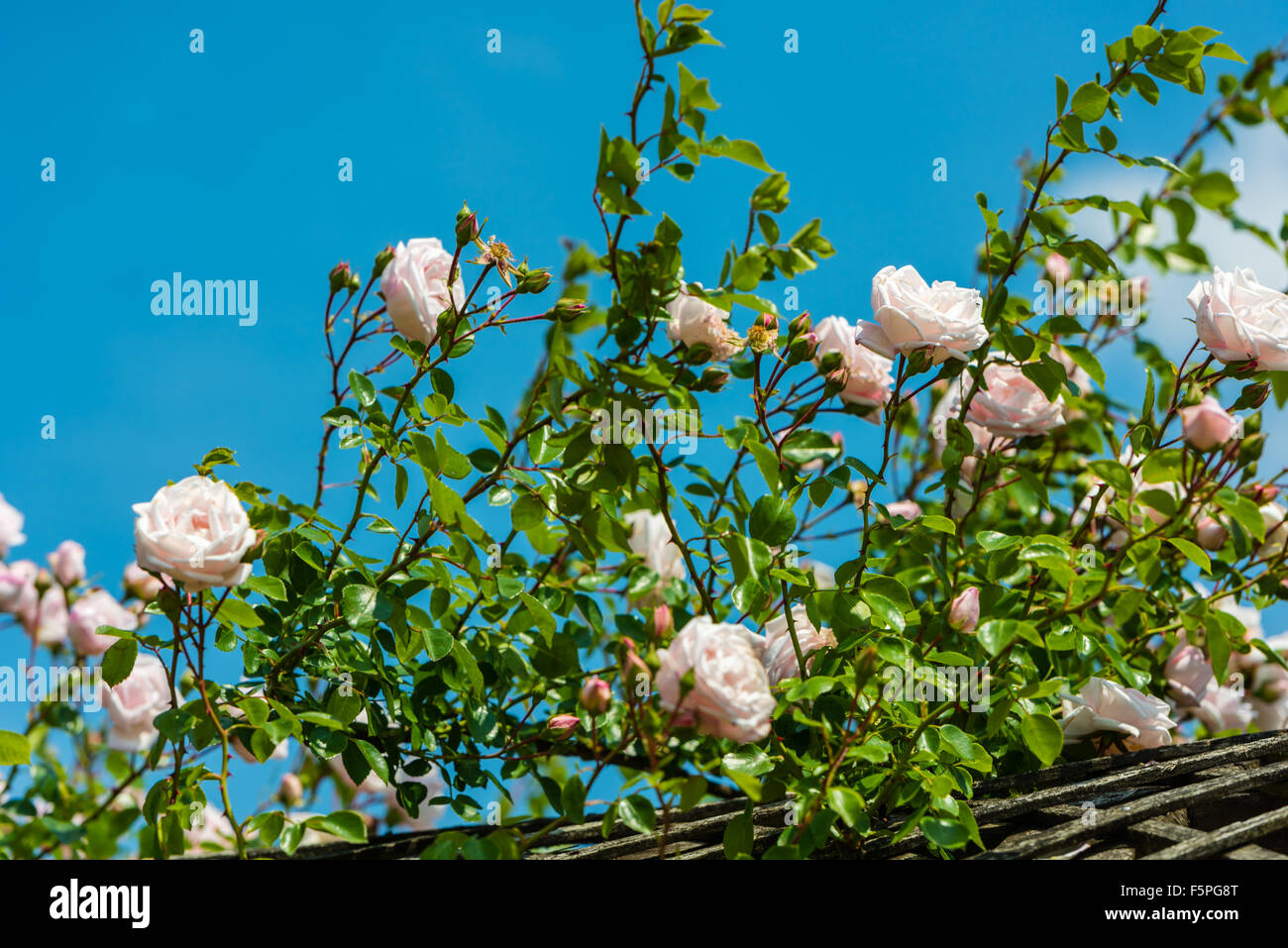 Bush of beautiful climbing roses in a garden. Horizontal shot with a ...