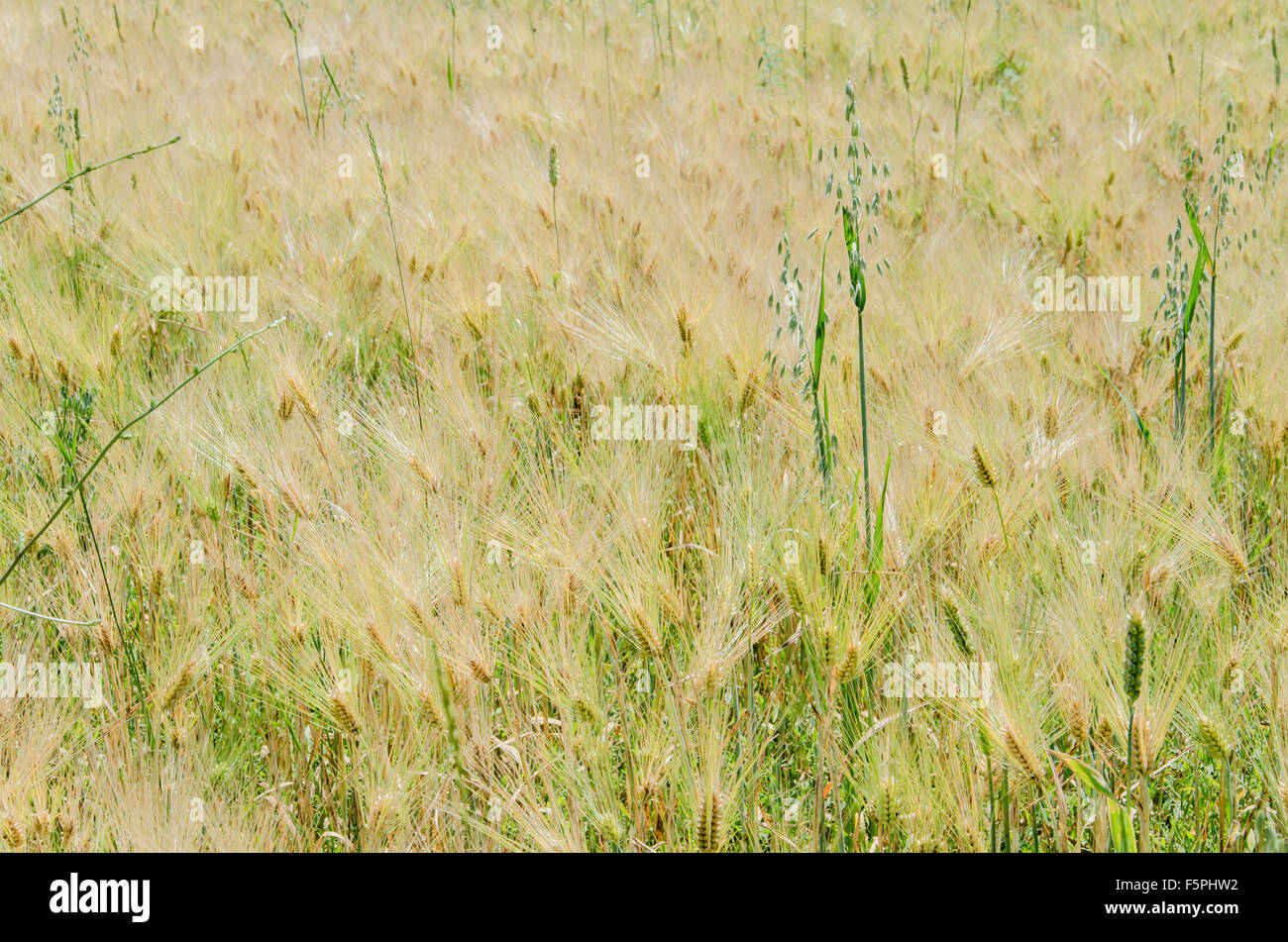 Fleecy art hi-res stock photography and images - Alamy
