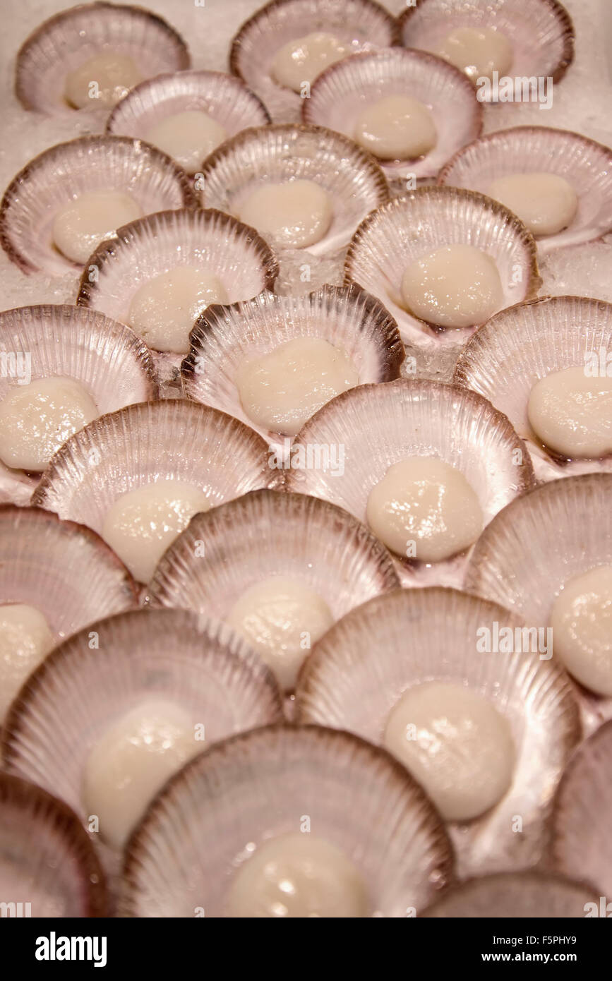 Australia shells seashells hi-res stock photography and images - Alamy