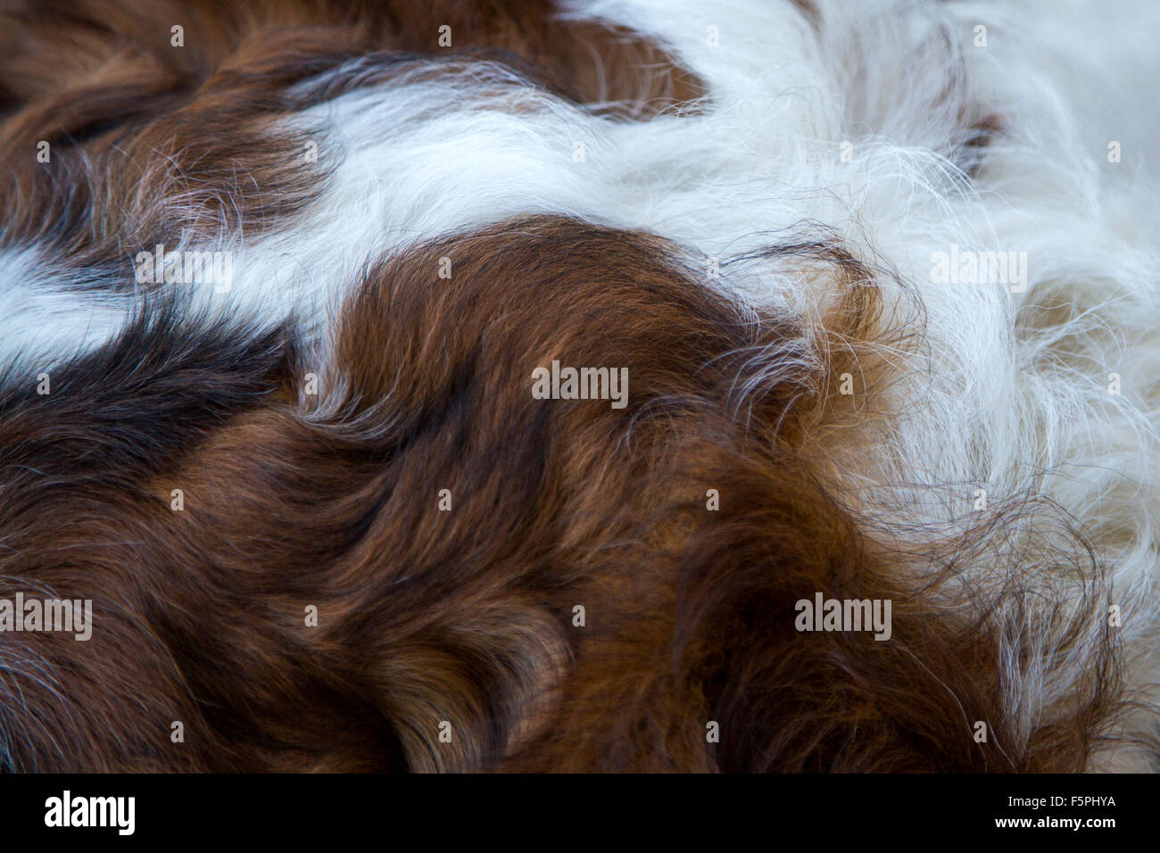 Soft hair dog hi-res stock photography and images - Alamy