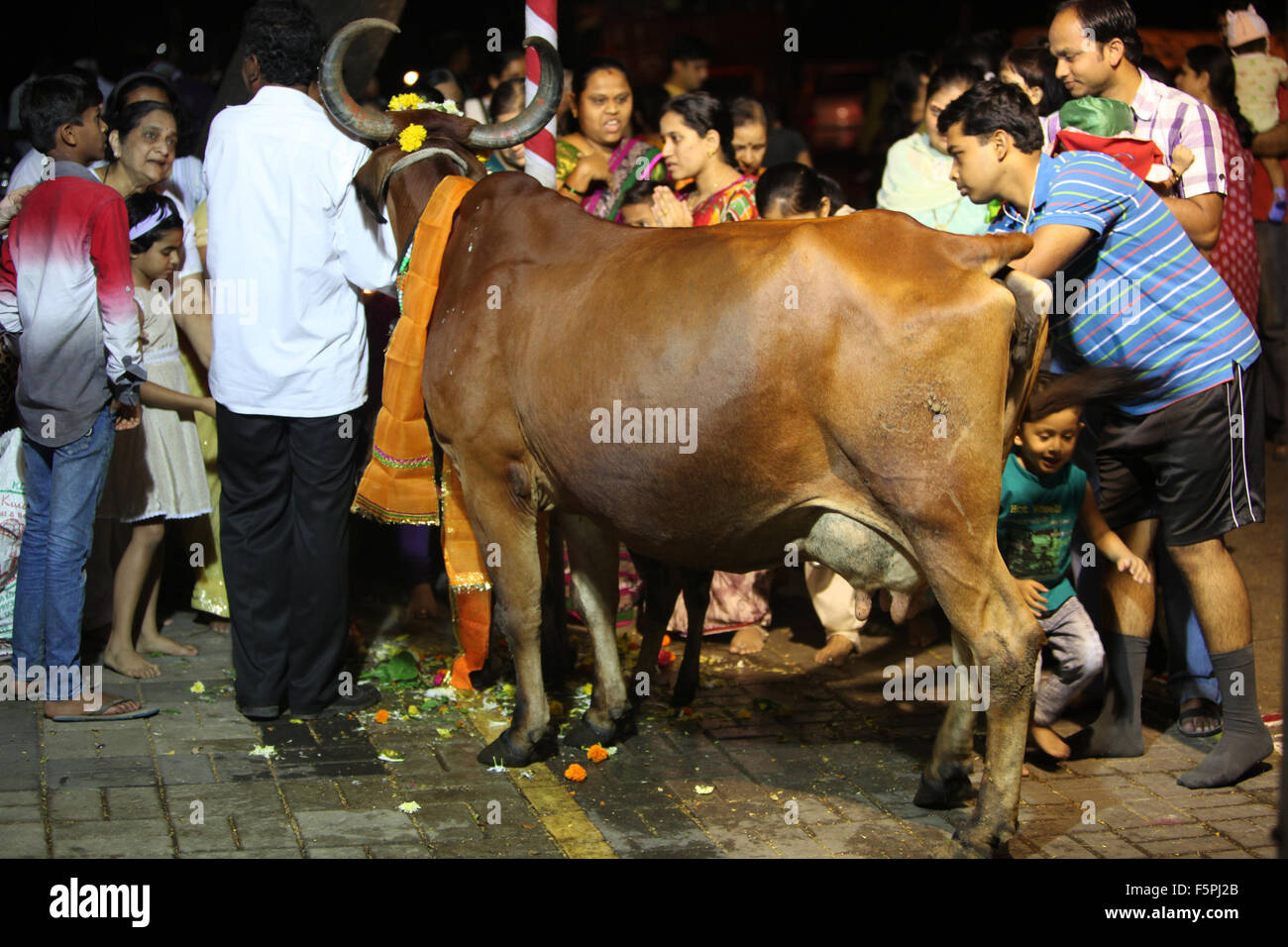 Pune, India - November 7, 2015: People in India worshipping the cow on ...