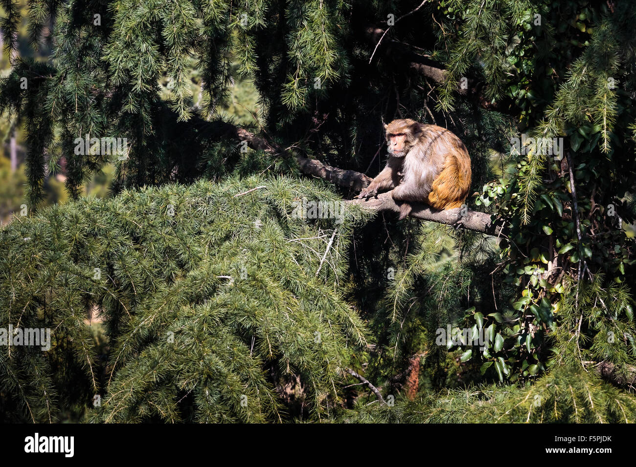 Himalayan monkey on tree branch Stock Photo - Alamy