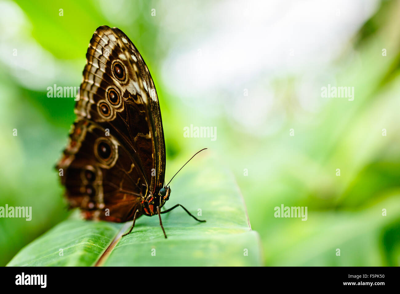 Butterfly outdoor on flower Stock Photo - Alamy