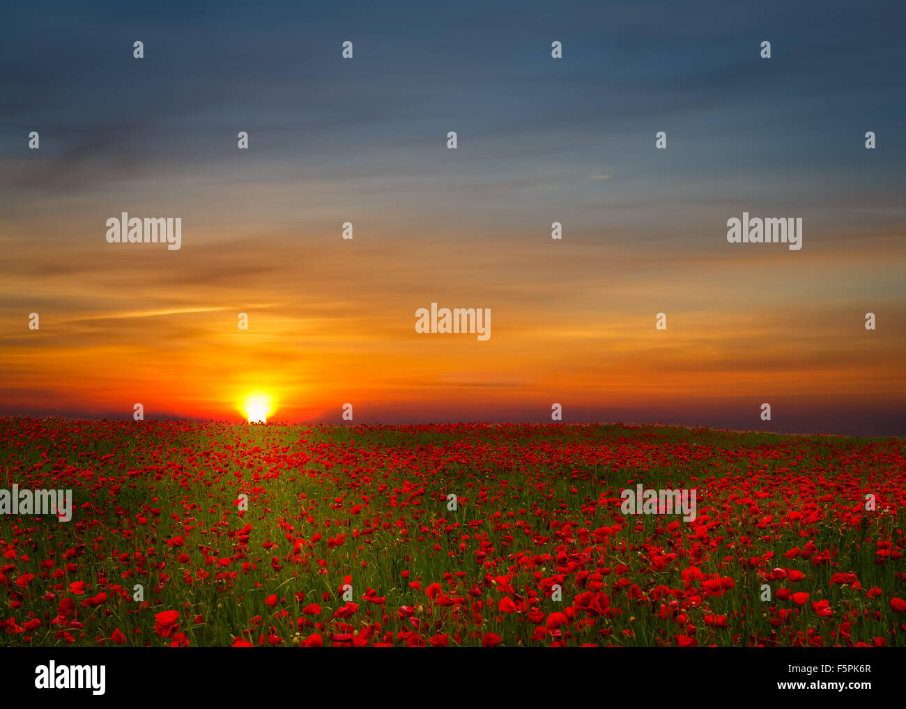 Beautiful red poppies sunset hi-res stock photography and images - Alamy