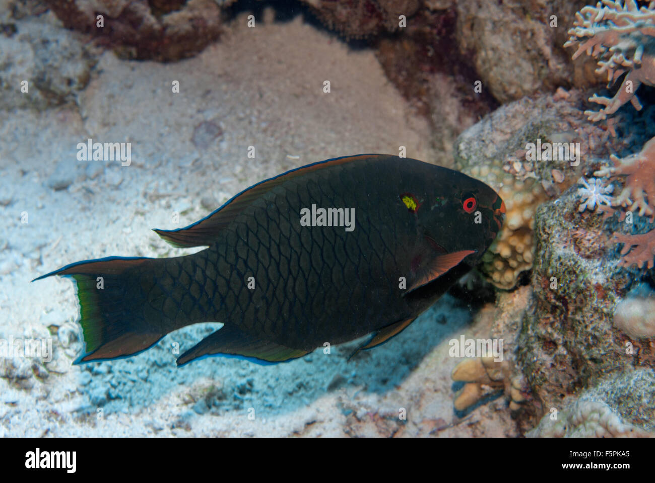 Parrotfish High Resolution Stock Photography and Images - Alamy