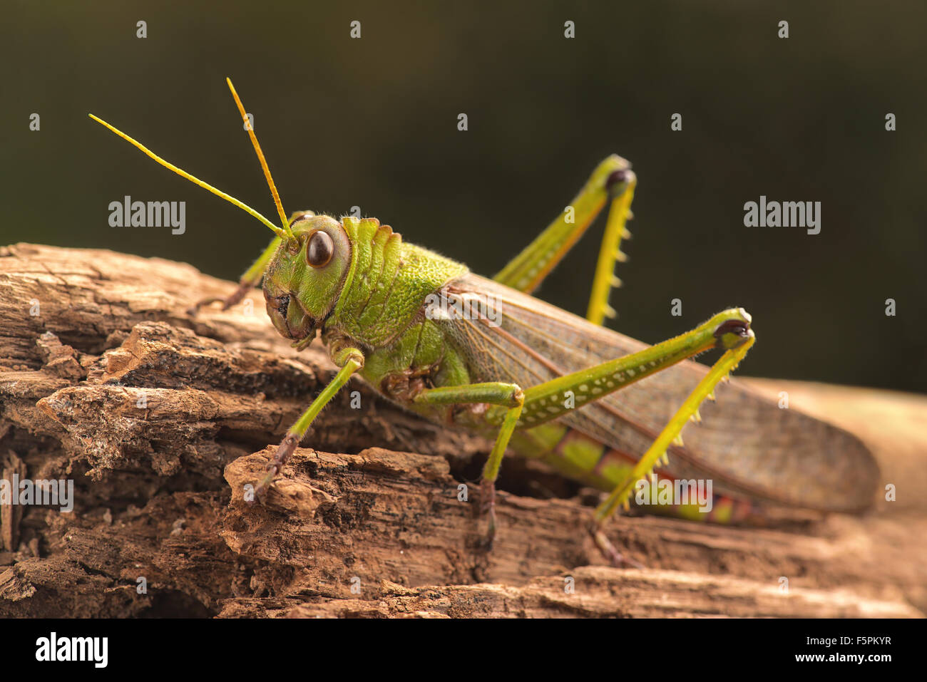 Giant Grasshopper Shot