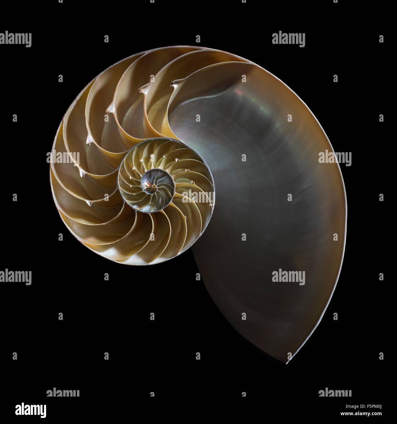 Nautilus shell, close up Stock Photo - Alamy