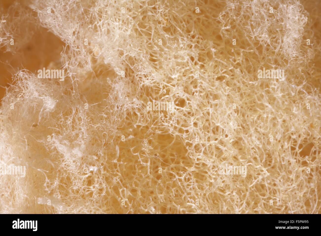 Natural sponge, close up Stock Photo - Alamy