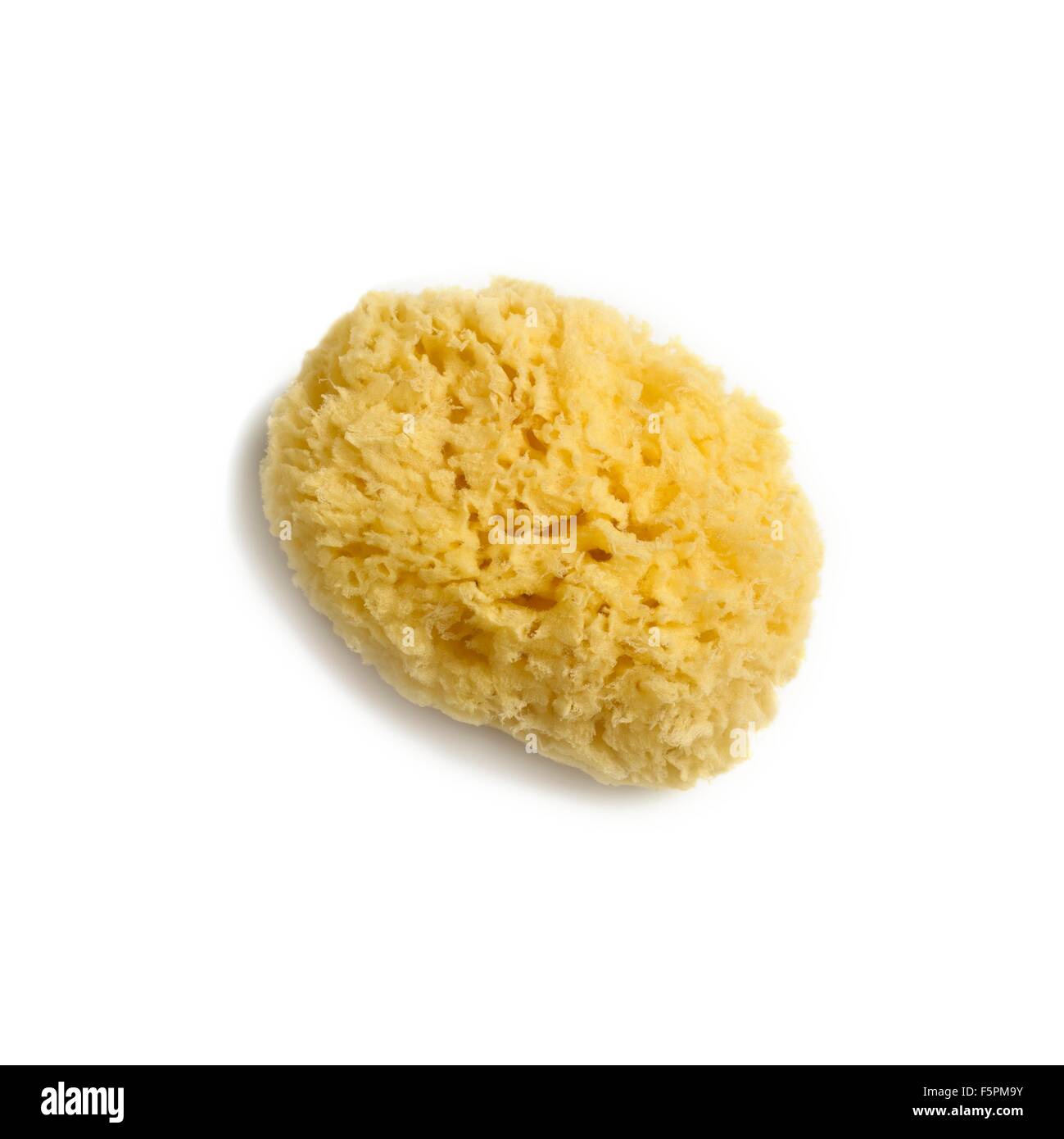Natural sponge against a white background Stock Photo - Alamy