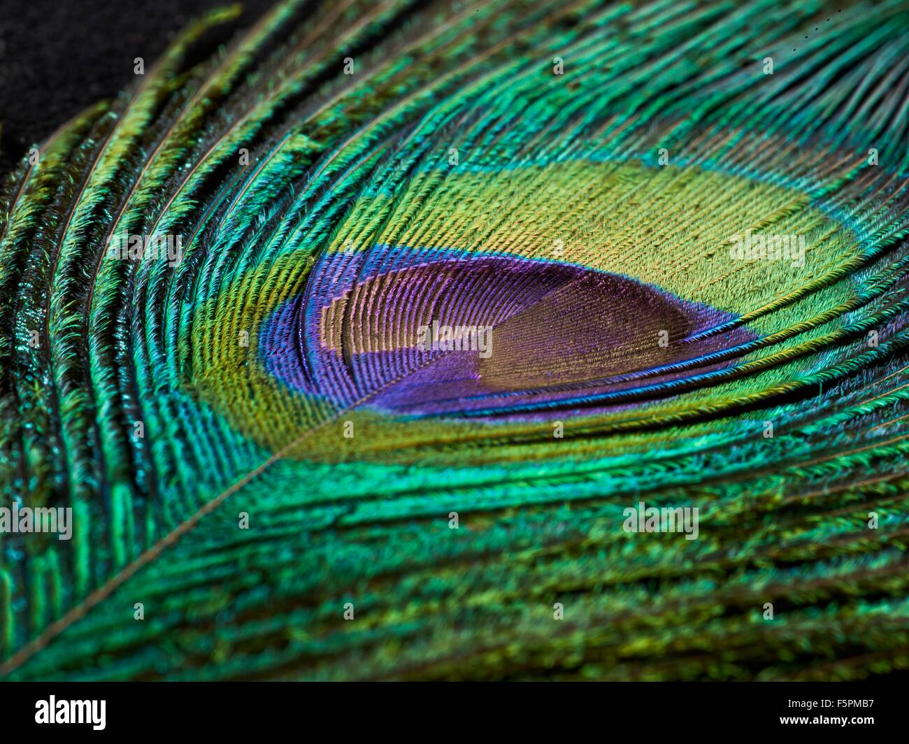 Peacock feather, close up Stock Photo - Alamy