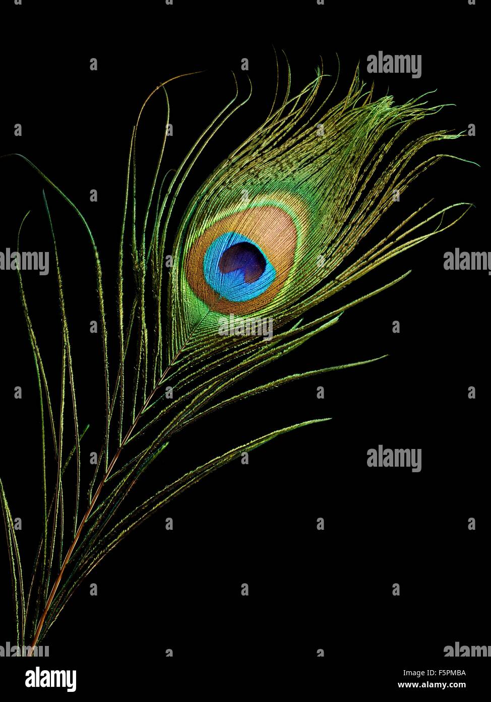 Peacock feather, close up Stock Photo - Alamy
