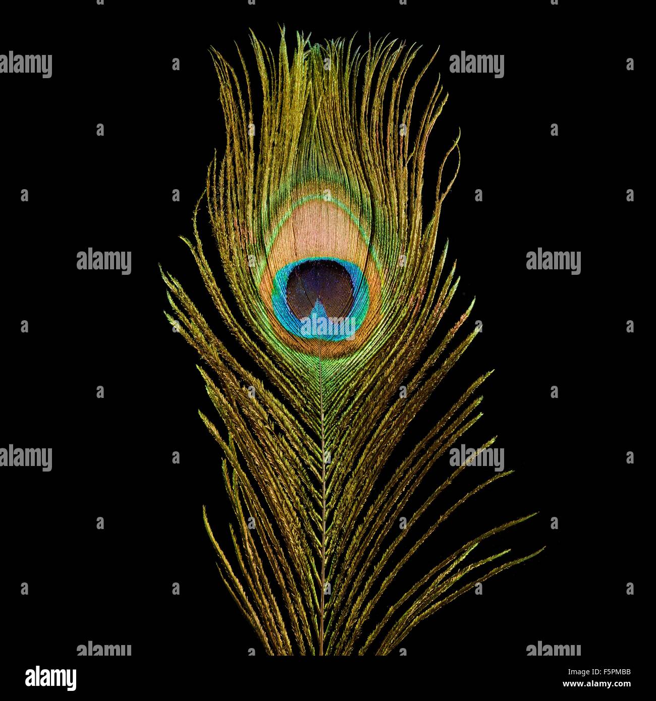 Peacock feather, close up Stock Photo - Alamy