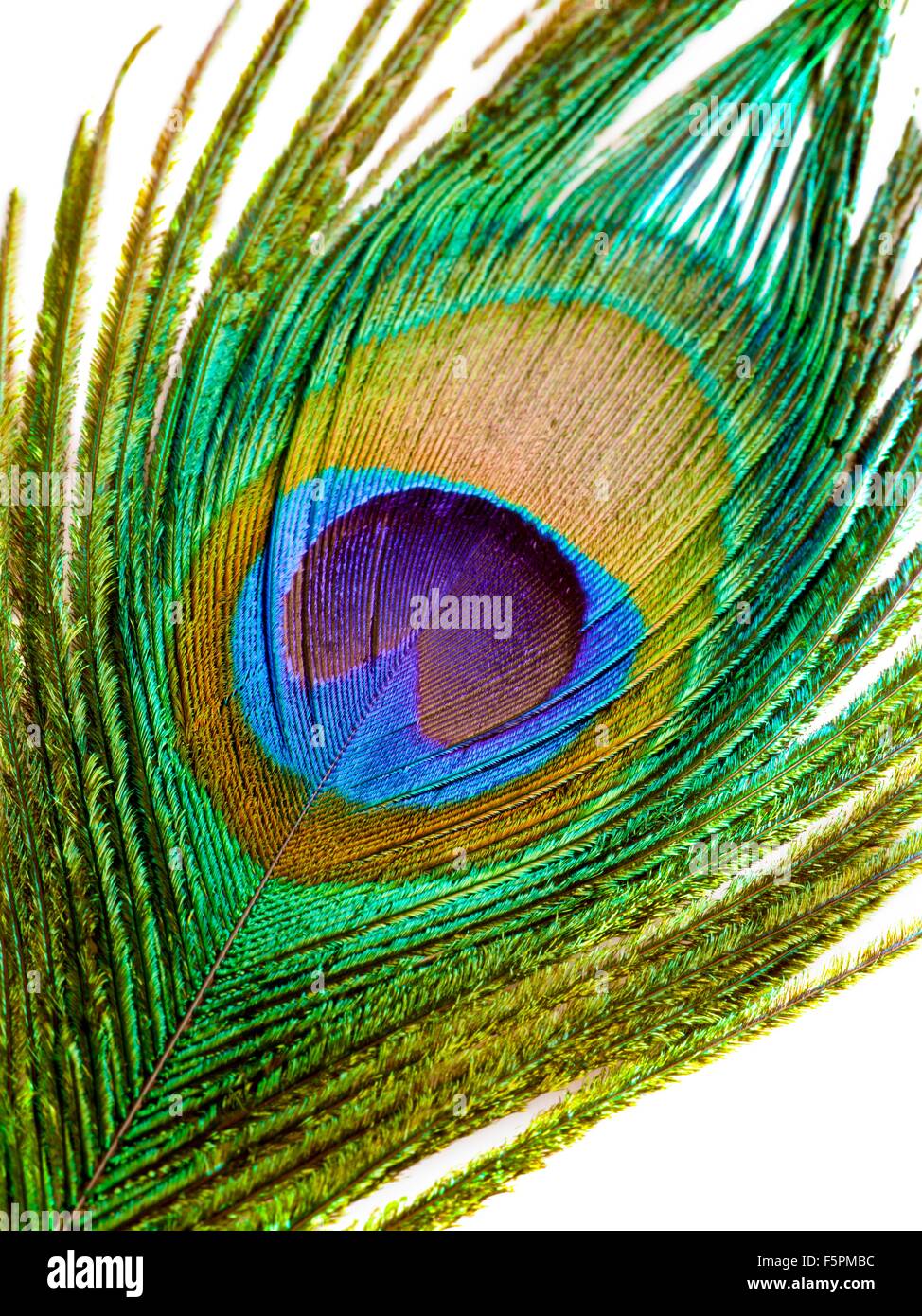 Peacock feather, close up Stock Photo - Alamy