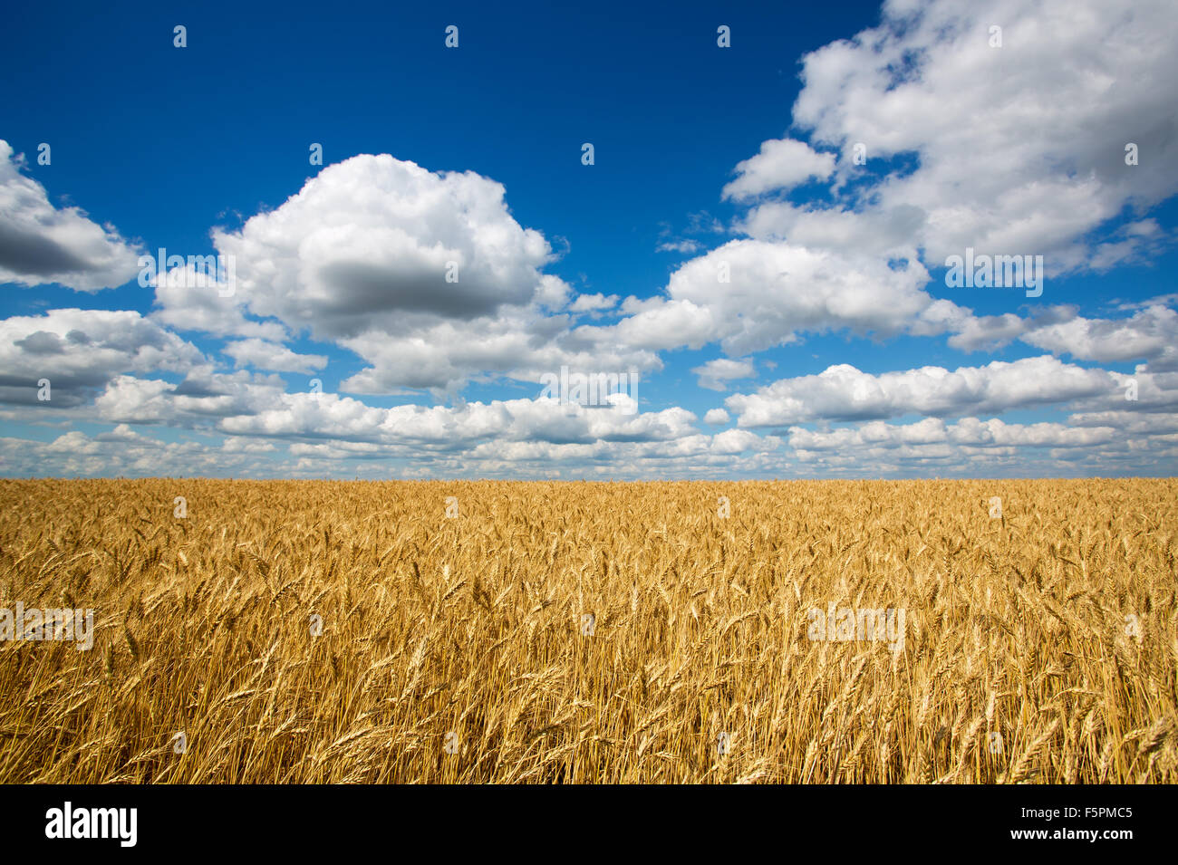 Gold field hi-res stock photography and images - Alamy
