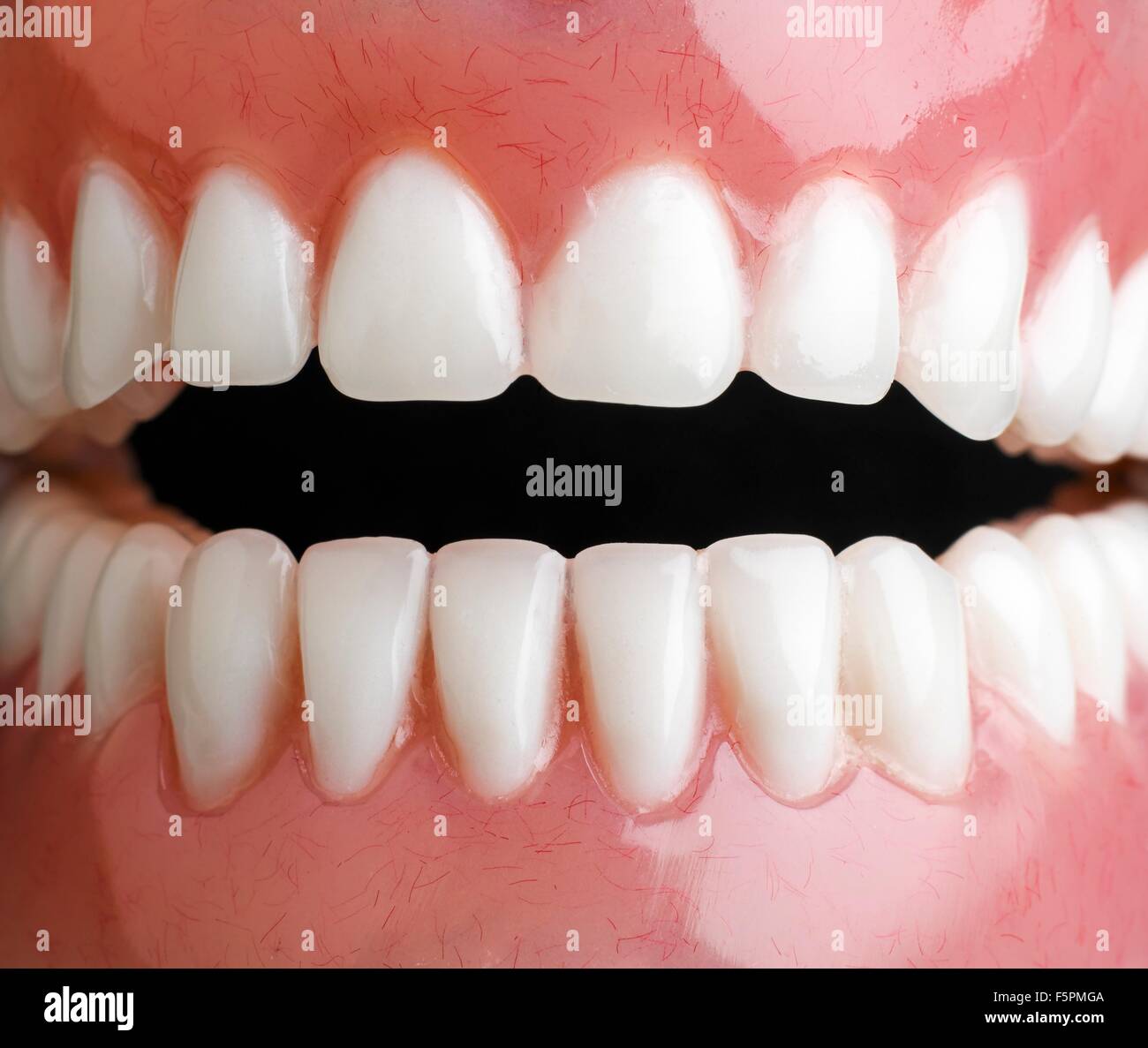 Model of human teeth, close up Stock Photo - Alamy