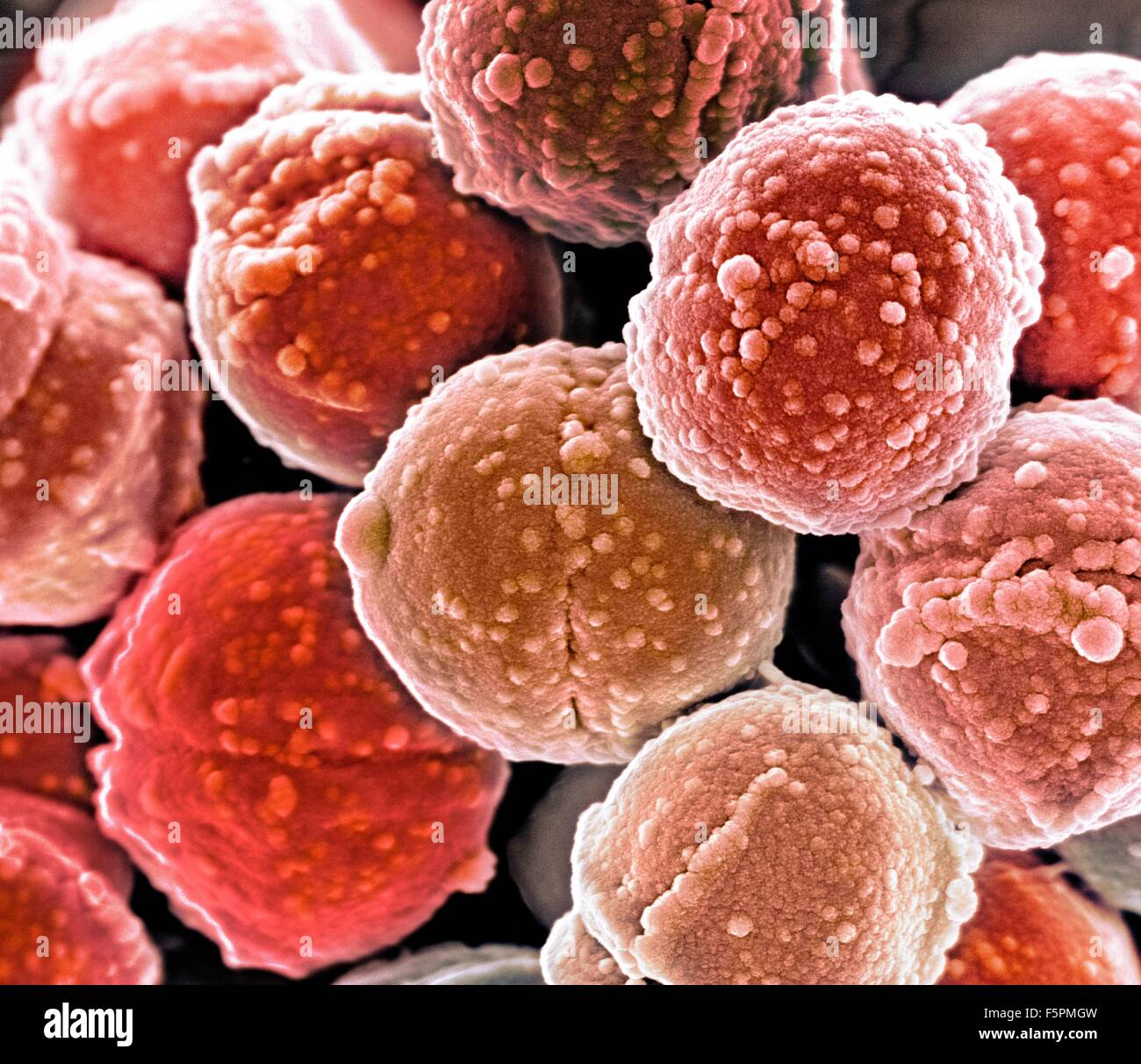Staphylococcus bacteria, coloured scanning electron micrograph (SEM ...