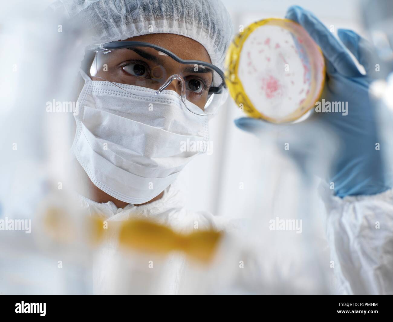 Scientist wearing protective clothing whilst viewing bacteria cultures ...