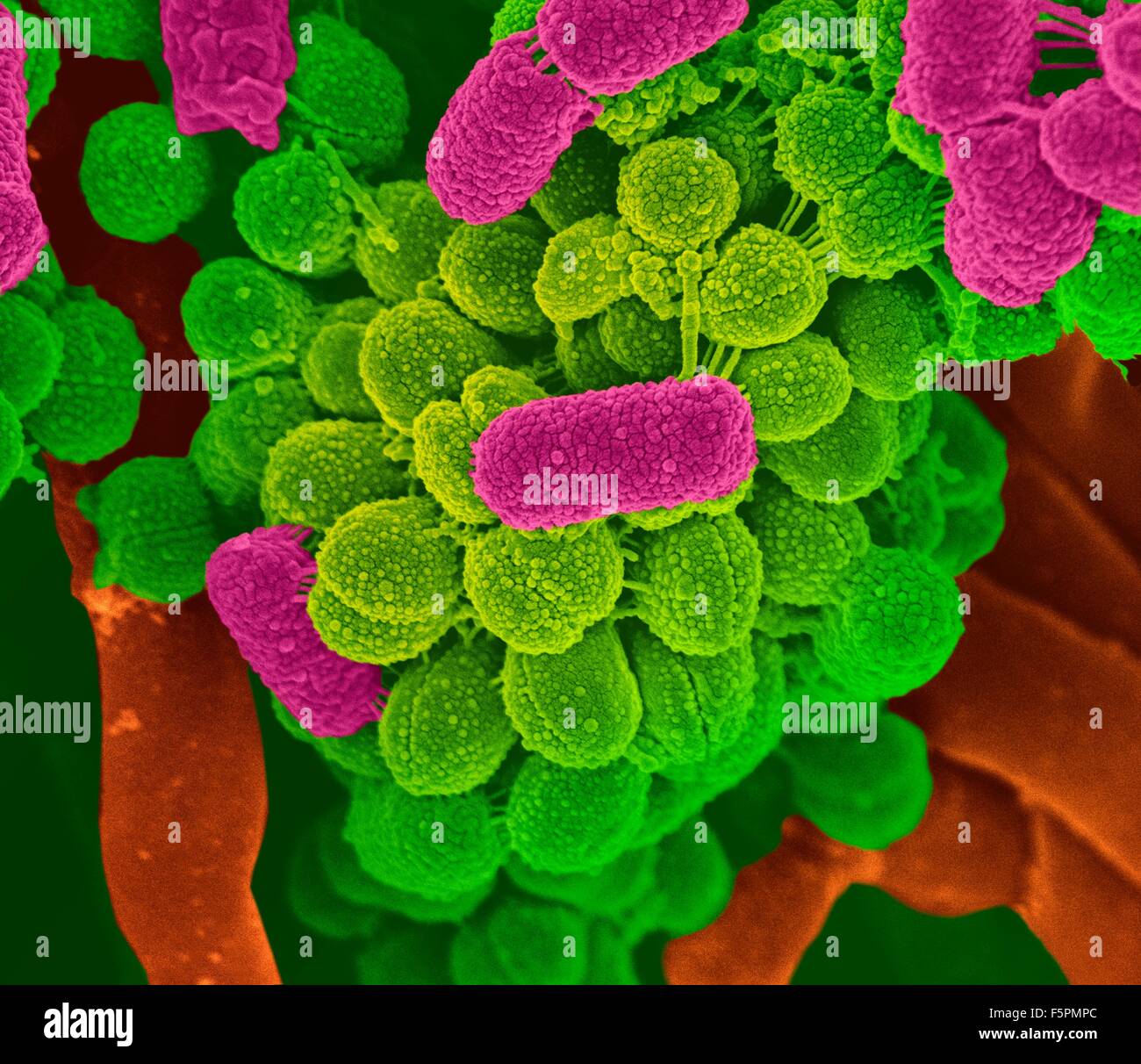 Oral bacteria. Coloured scanning electron micrograph (SEM) of mixed ...
