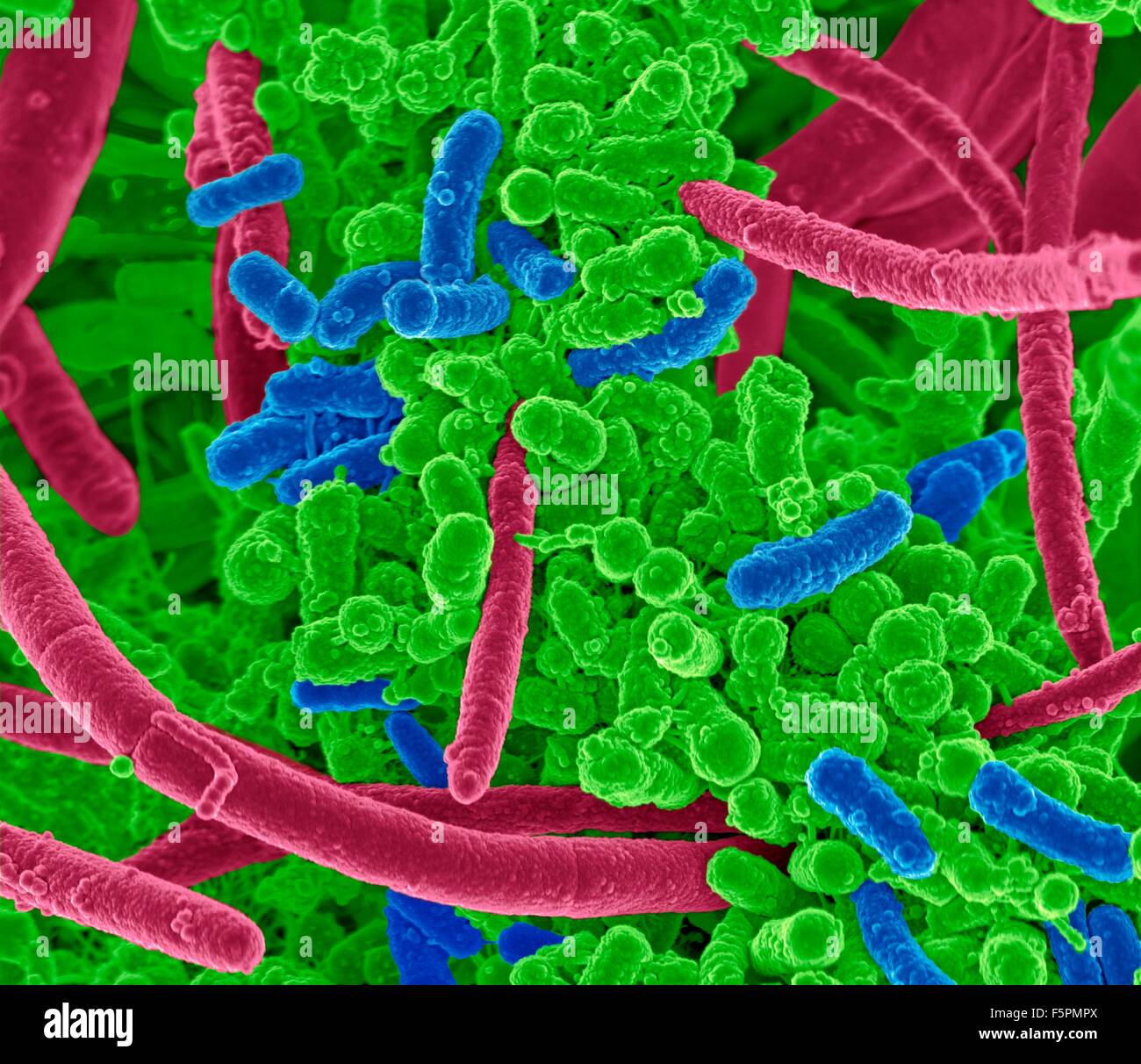 Oral bacteria. Coloured scanning electron micrograph (SEM) of mixed ...