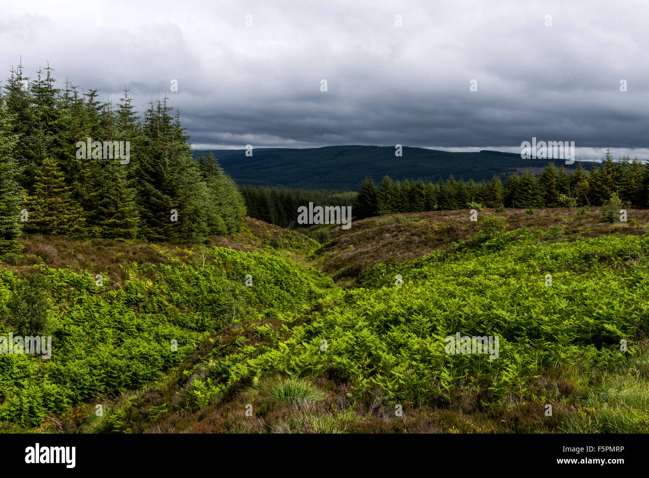 Kielder forest hi-res stock photography and images - Alamy