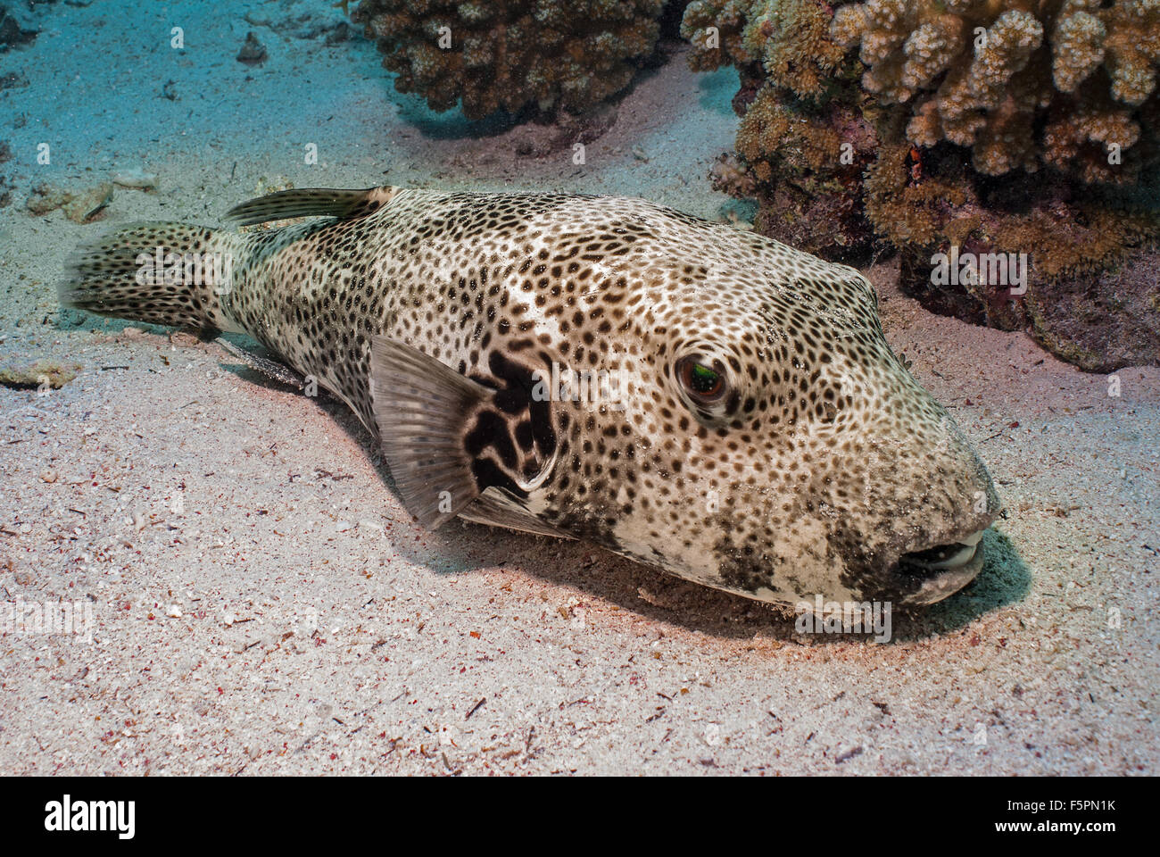 Giant puffer, Arothron stellatus, Tetraodontidae, Sharm el Sheikh, Red ...