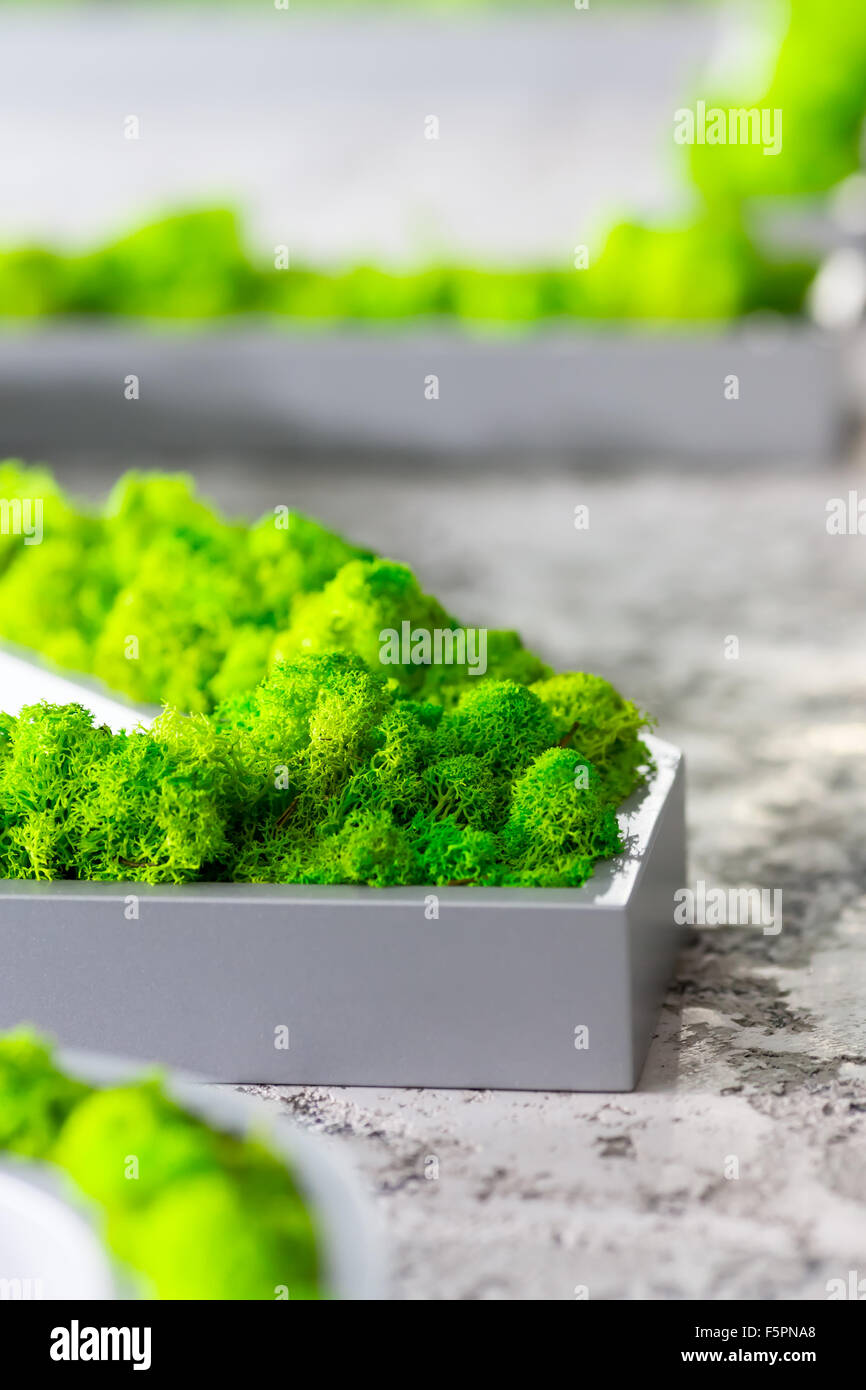 Close up of bright greenery Stock Photo - Alamy