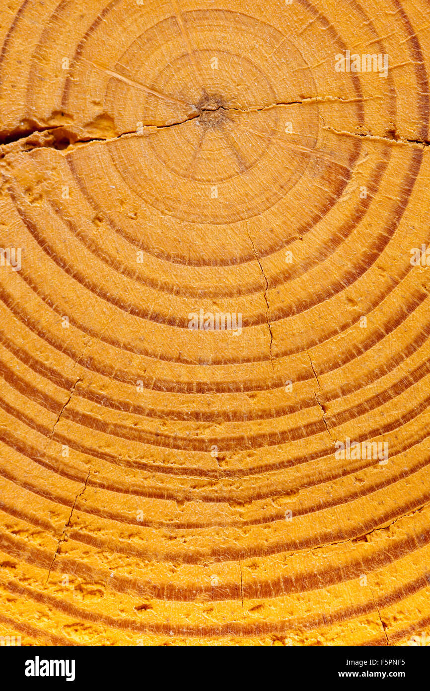 Close-up of wooden section. Background or texture Stock Photo - Alamy