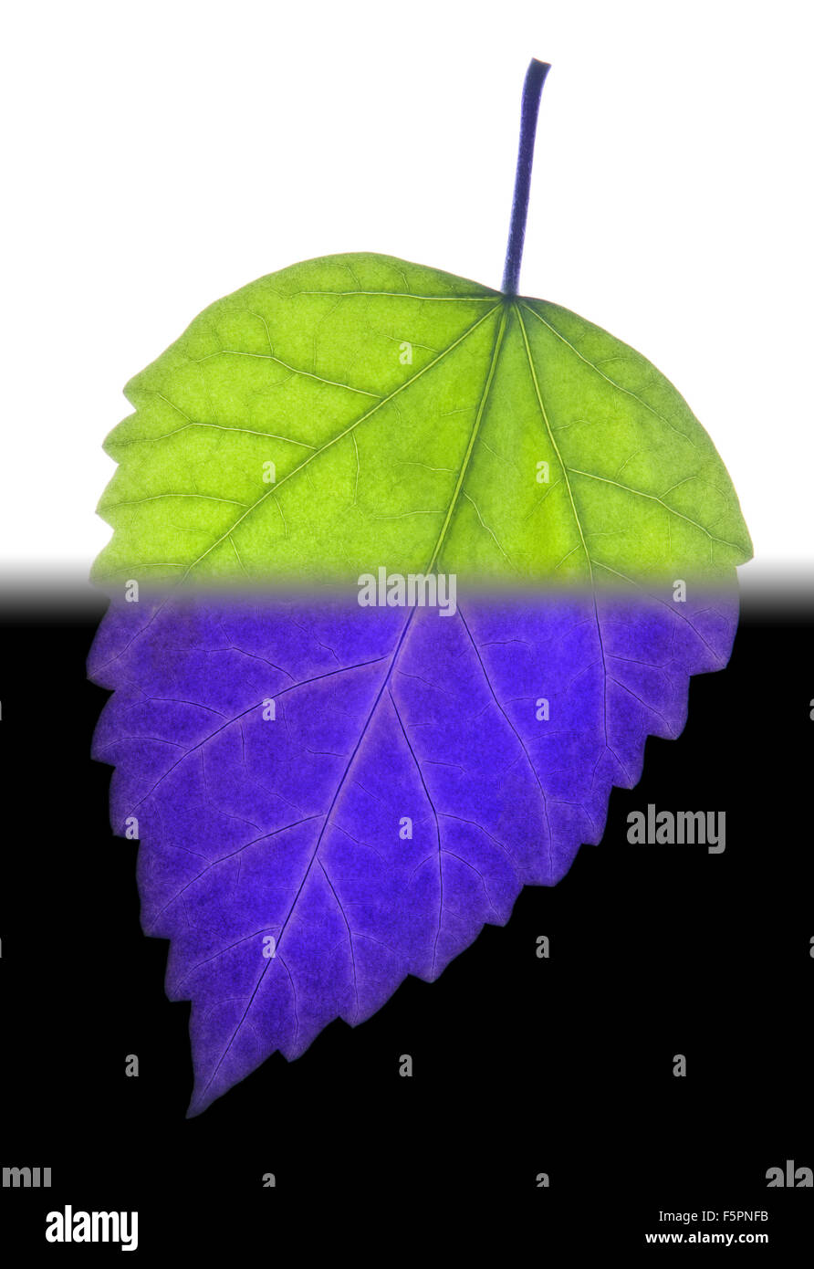 Leaf with inverted half Stock Photo - Alamy