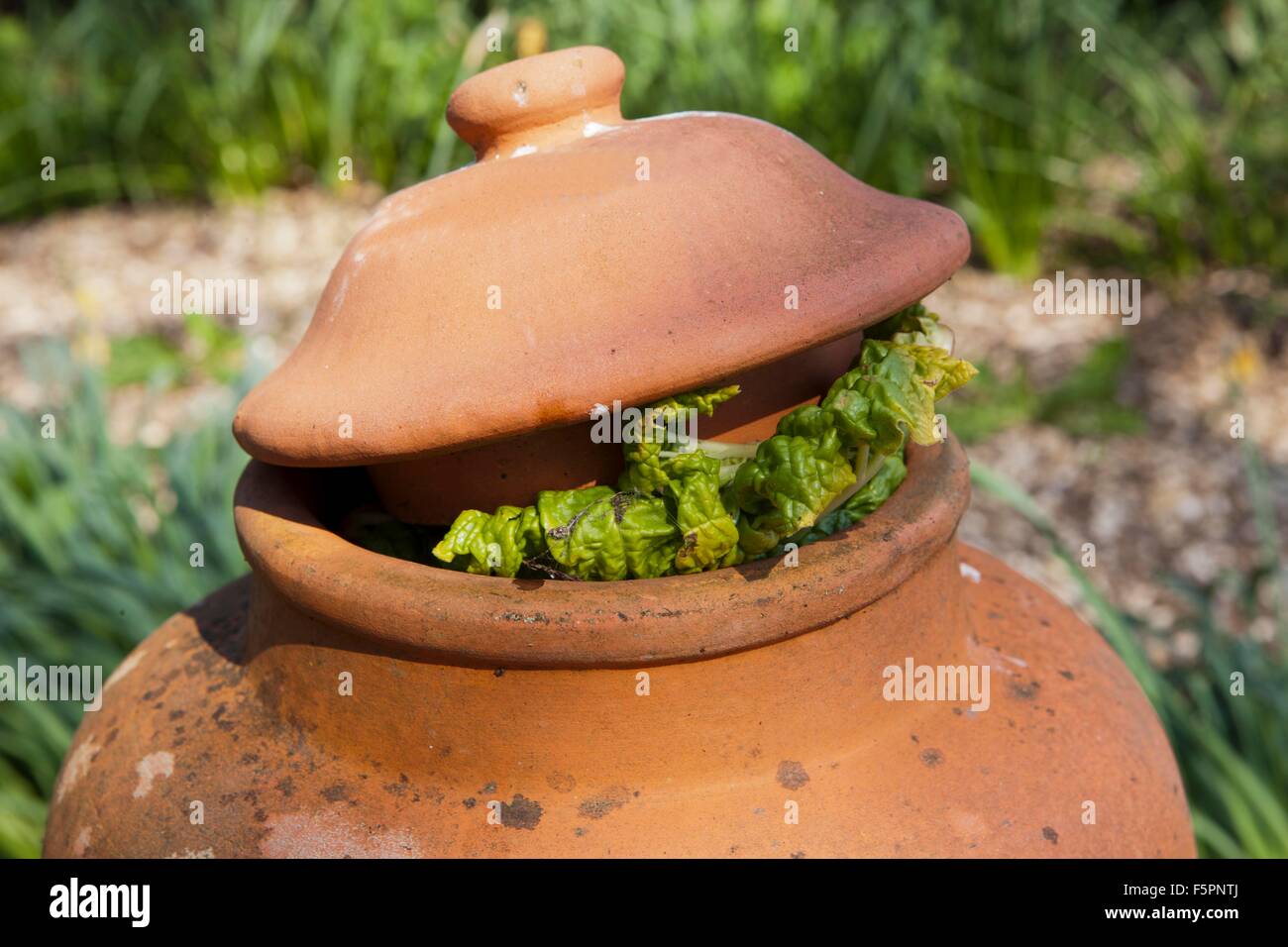 This attractive Victorian style rhubarb forcer has a traditional ...