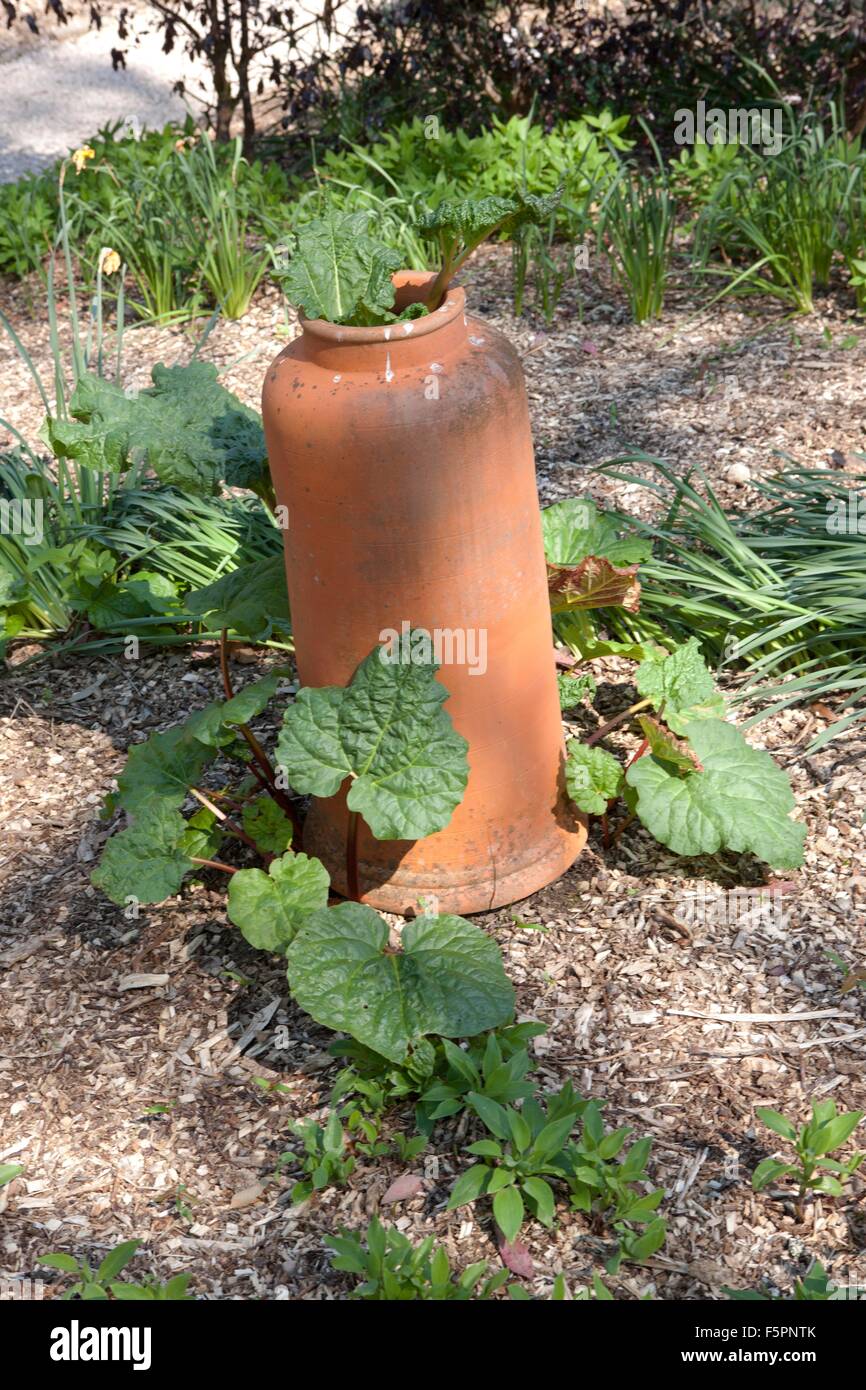 This attractive Victorian style rhubarb forcer has a traditional ...