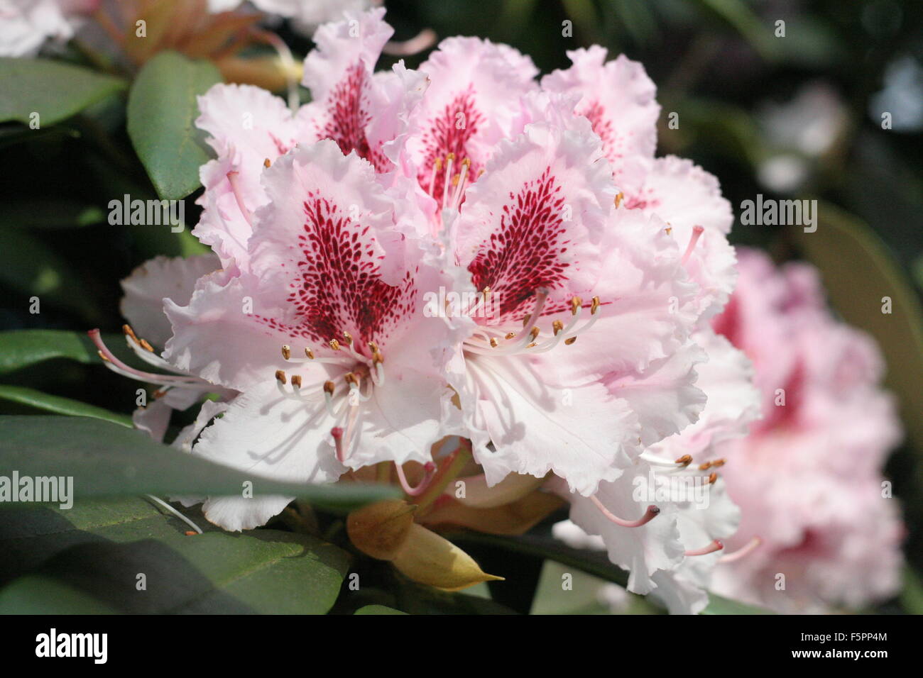 Pink and White Rhododendron Stock Photo - Alamy