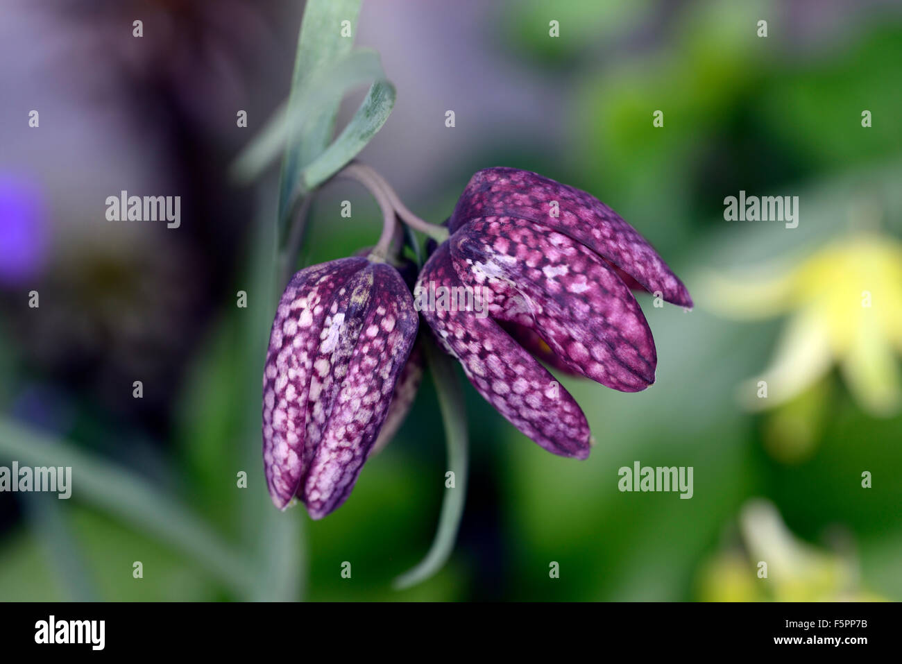 Abnormal growth hi-res stock photography and images - Alamy