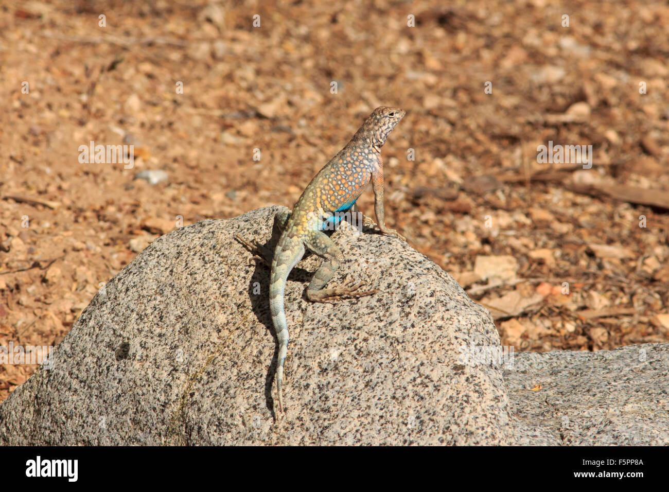 Greater Earless Lizard Back Stock Photo - Alamy