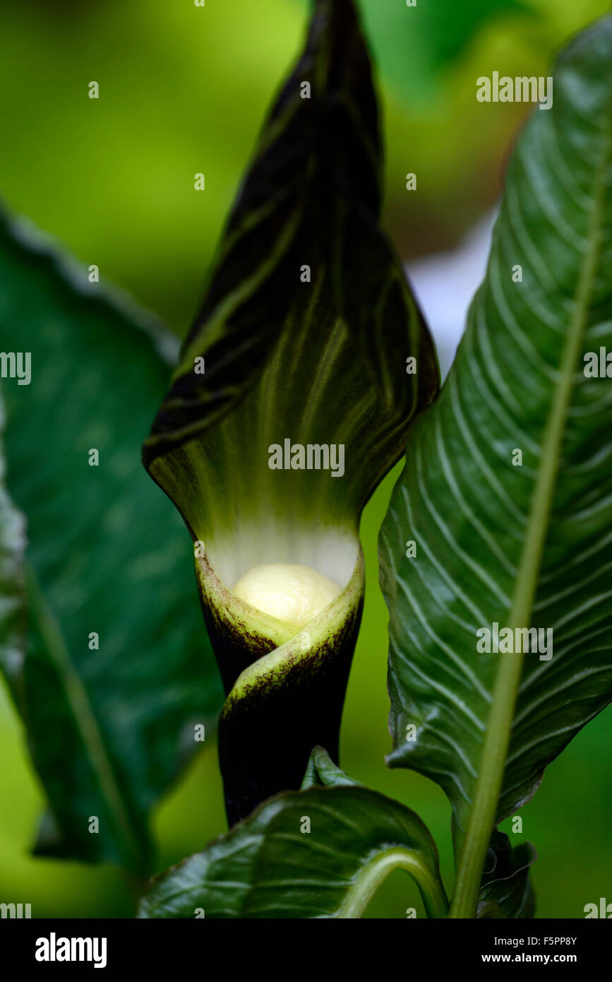 arisaema sikokianum purple brown and white hooded flower cobra lily ...