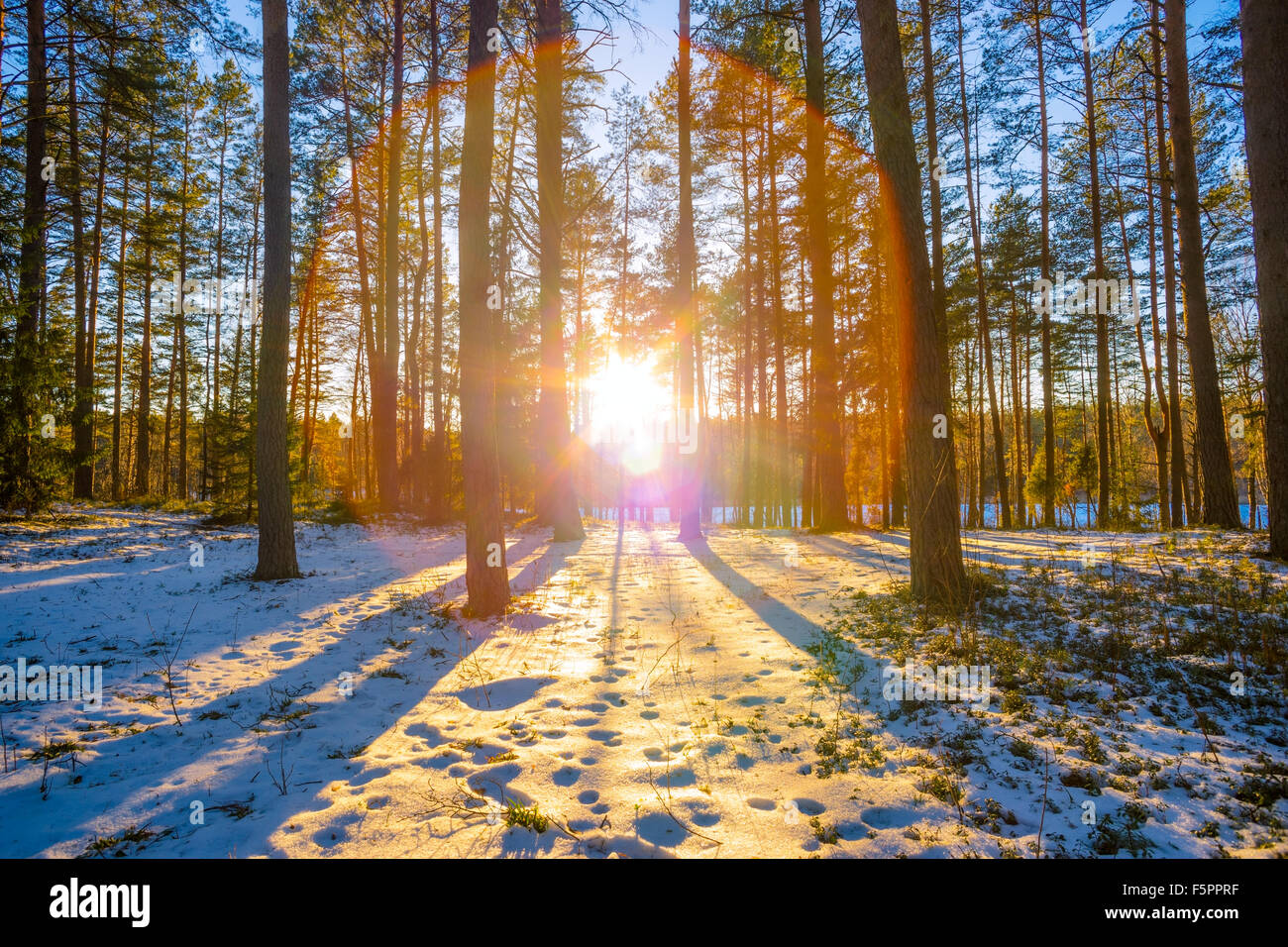 Winter dawn forest hi-res stock photography and images - Alamy
