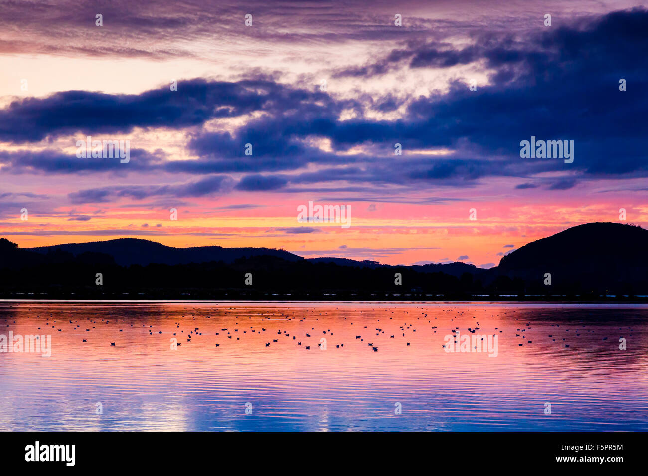 Salt marsh birds hi-res stock photography and images - Alamy